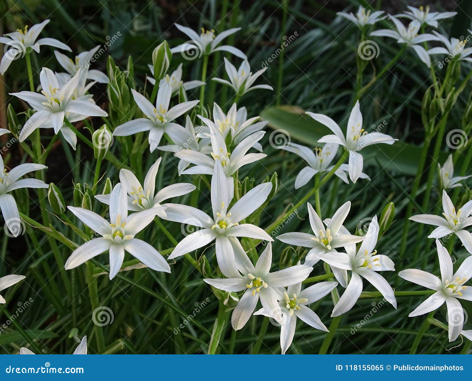 Plant, Flower, Flora, Pyrenees Star Of Bethlehem Picture. Image: 118155065