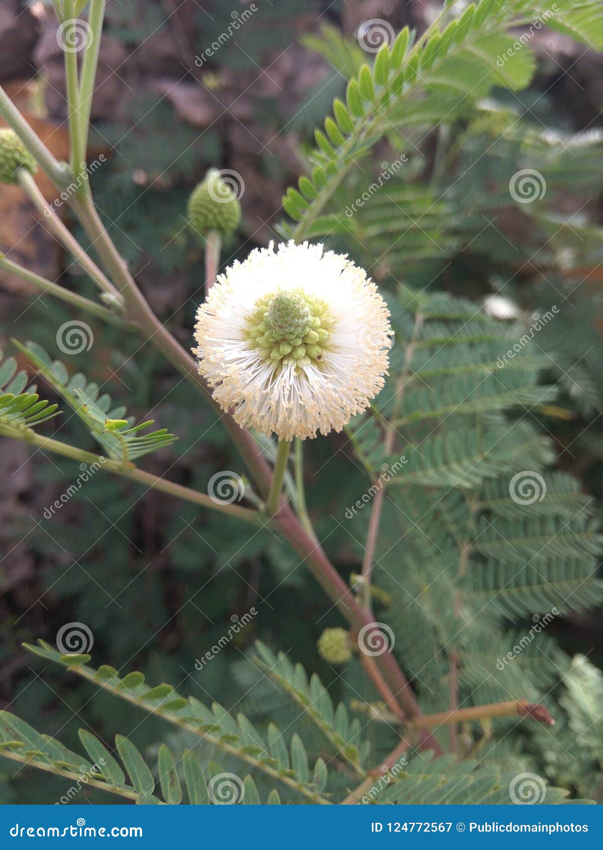 Plant, Flower, Flora, Subshrub Picture. Image: 124772567