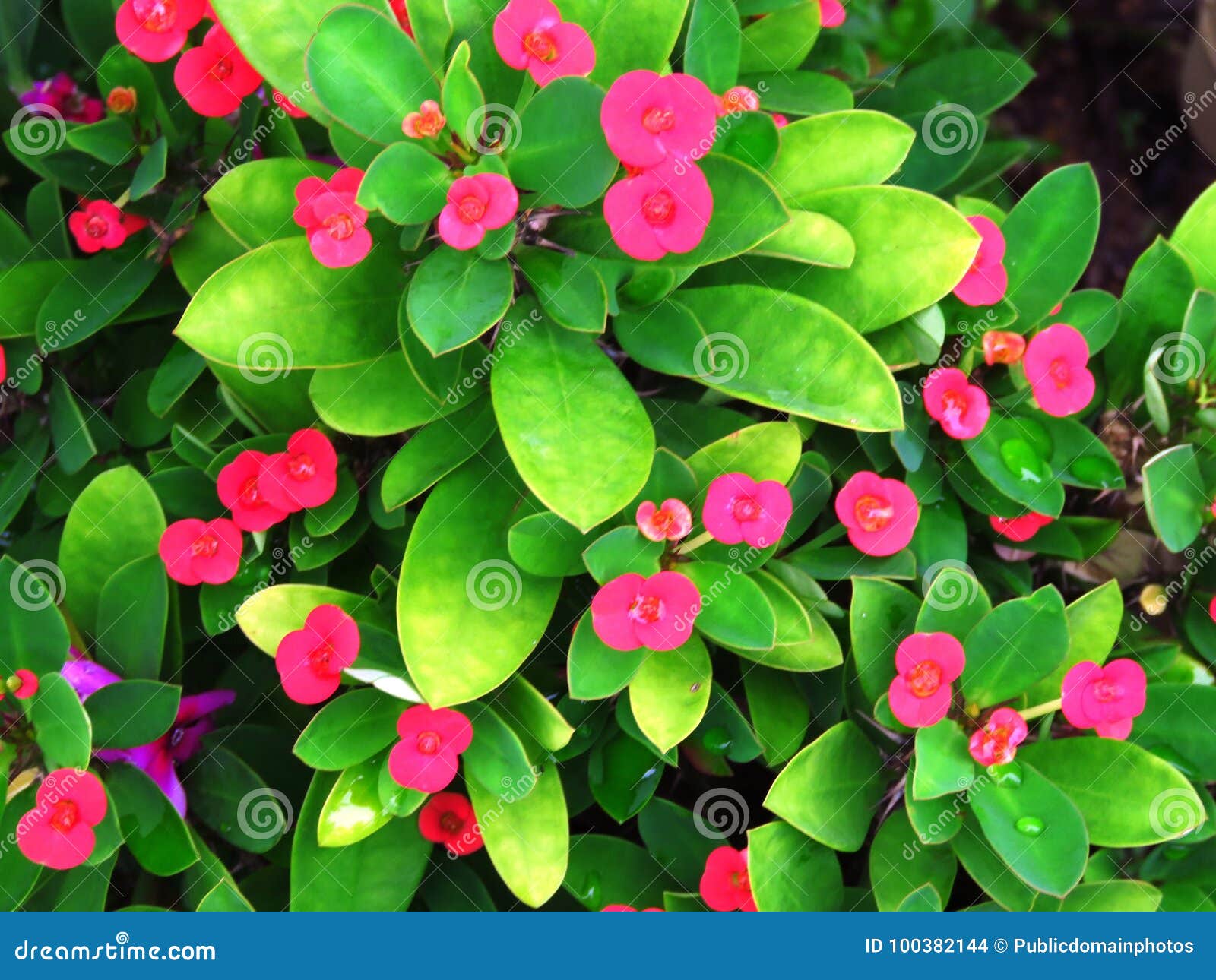Plant, Flower, Green, Leaf Picture. Image: 100382144