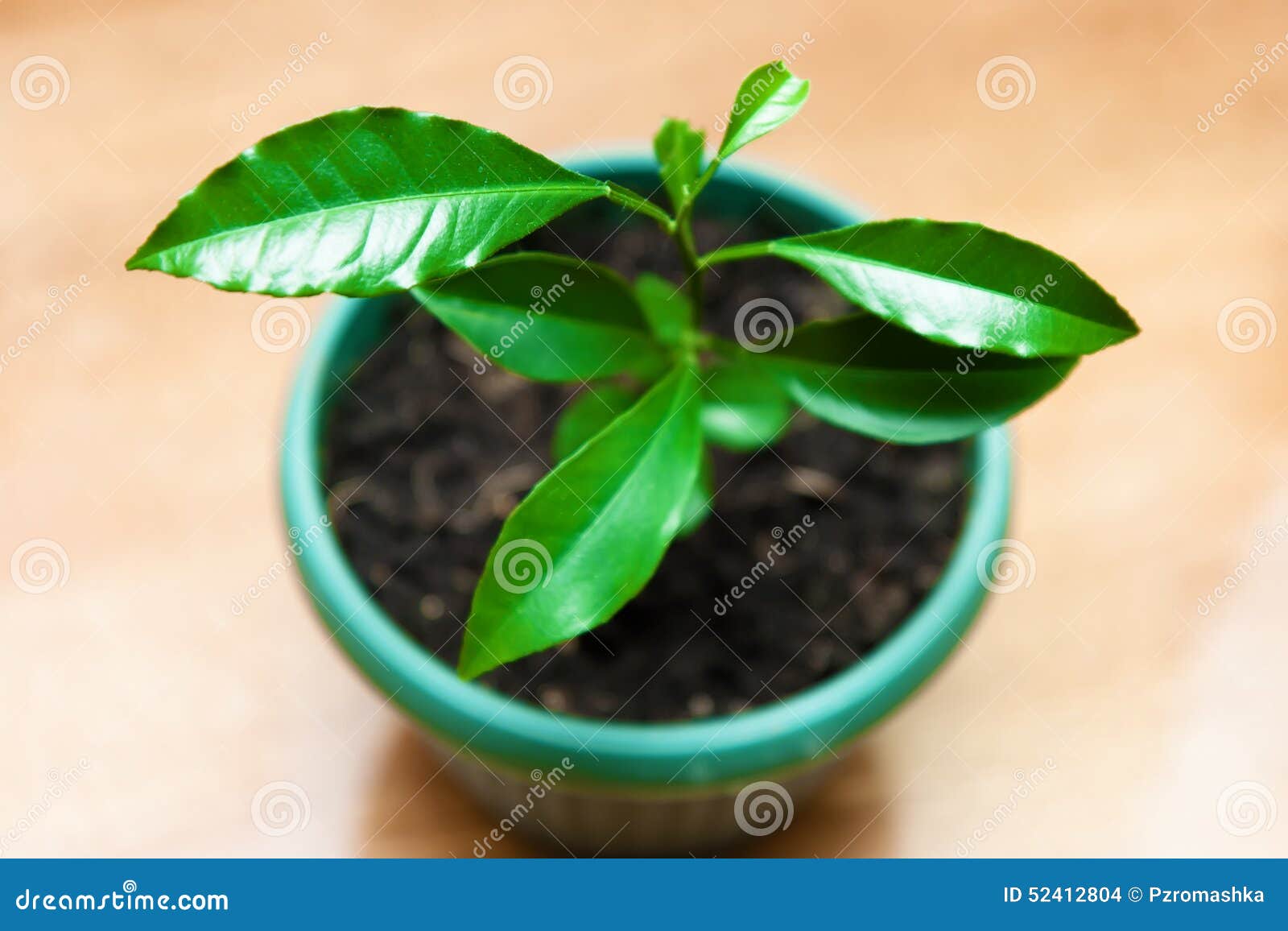 Plant in a Flower Pot. Lemon Tree Stock Photo - Image of seedling ...