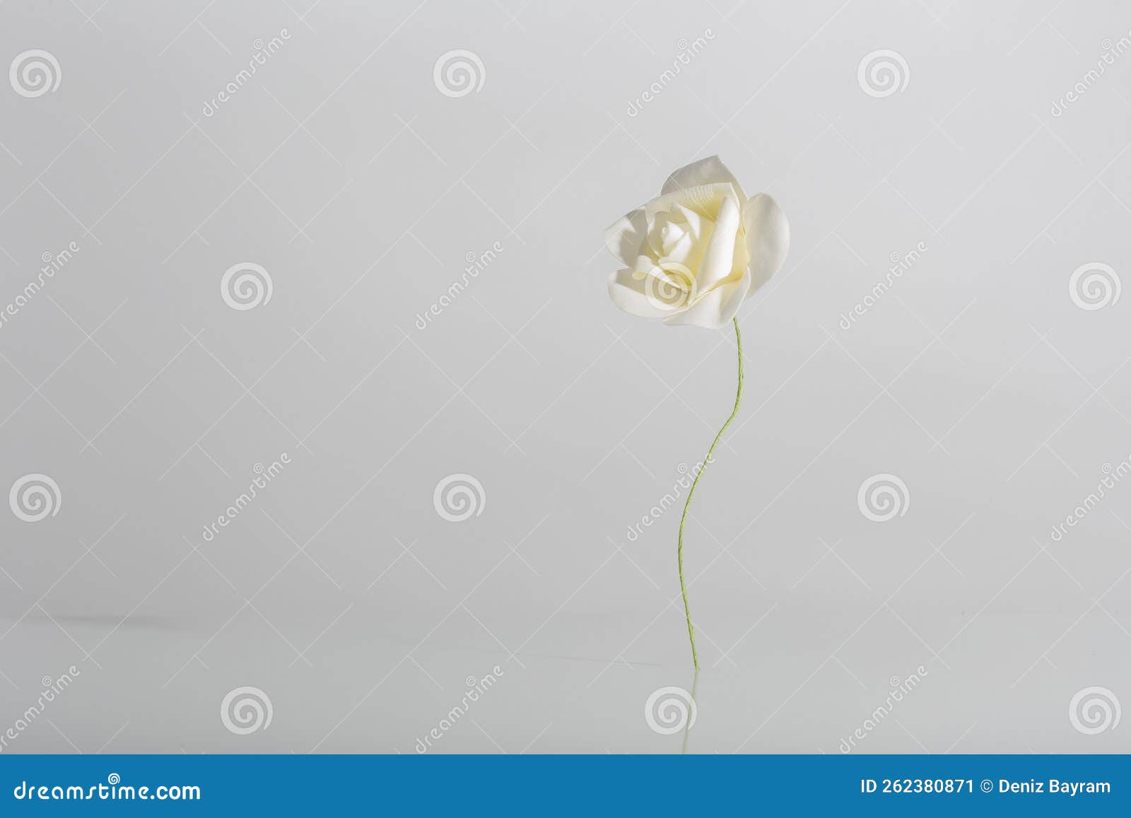 Plant, Flower and Shade Against a Harsh Light White Background Stock ...