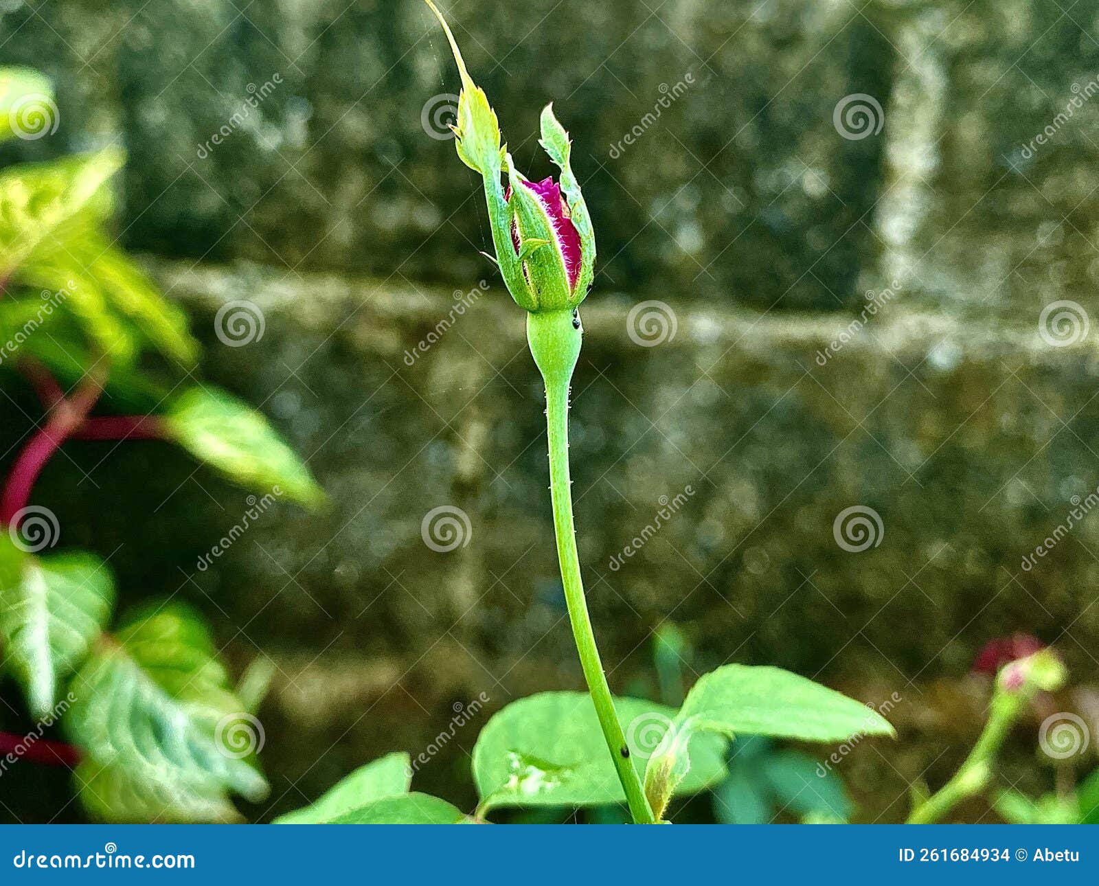 Sprout stock photo. Image of plant, blossom, flower - 261684934