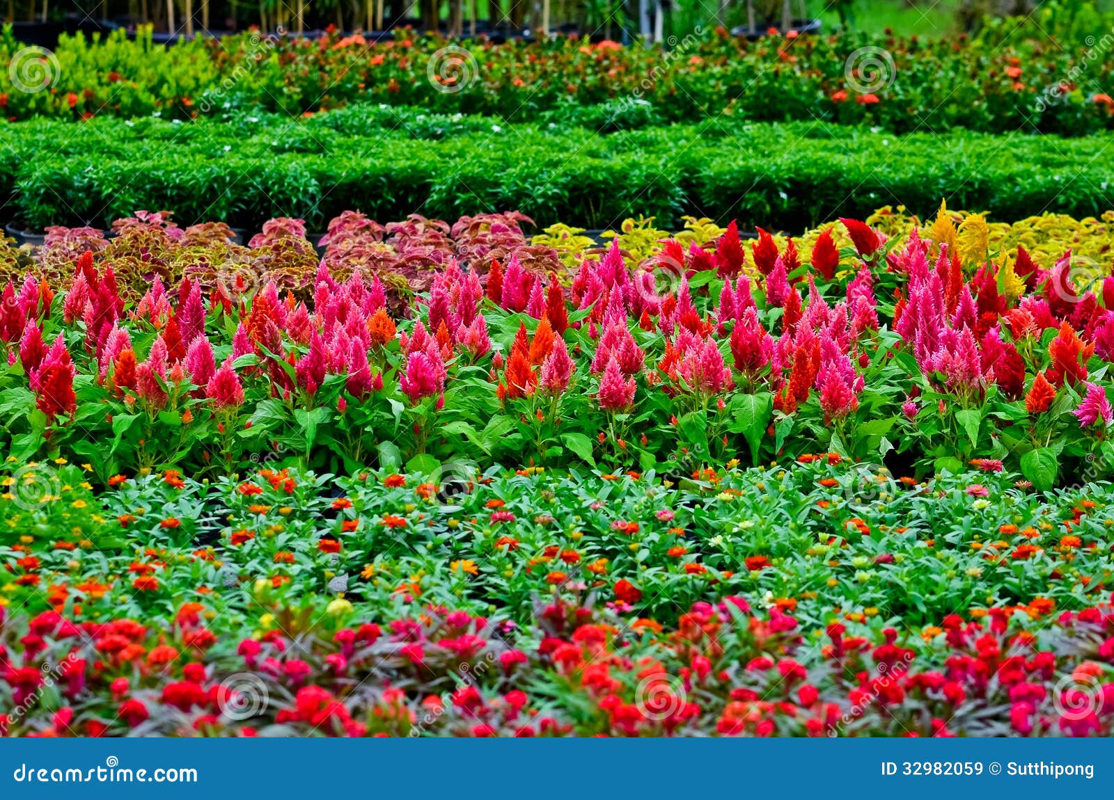 Plant flowers stock image. Image of color, colorful, tree - 32982059