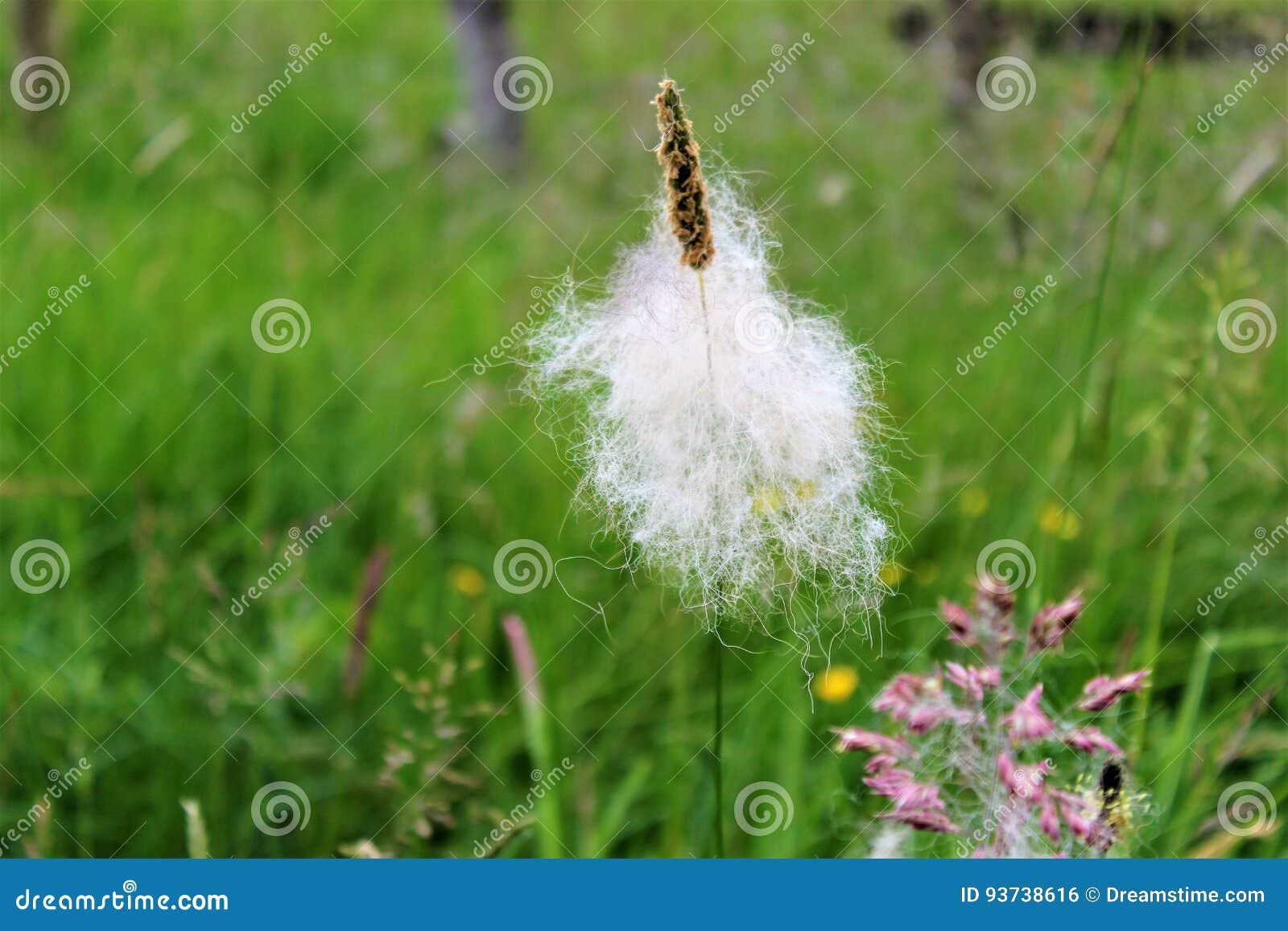 Plant with fluff stock photo. Image of cottonwood, plant - 93738616
