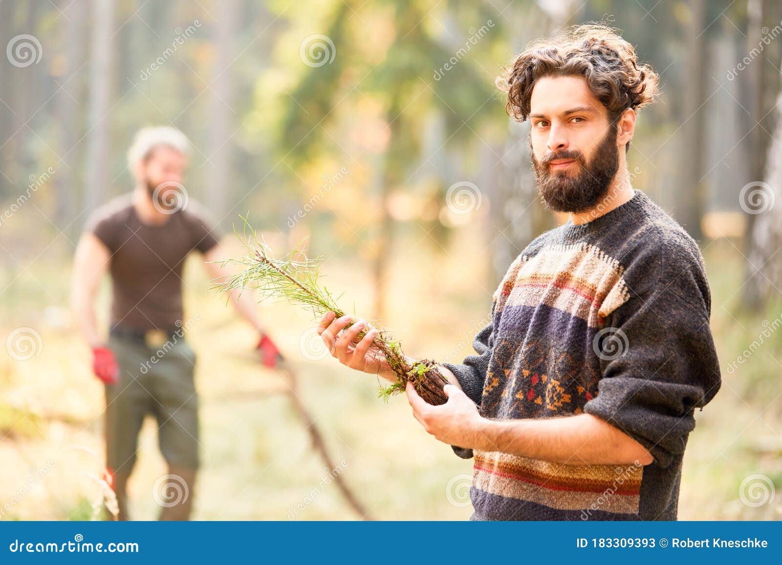 Plant Forestry by the Pine Tree Stock Image - Image of forest, forestry ...