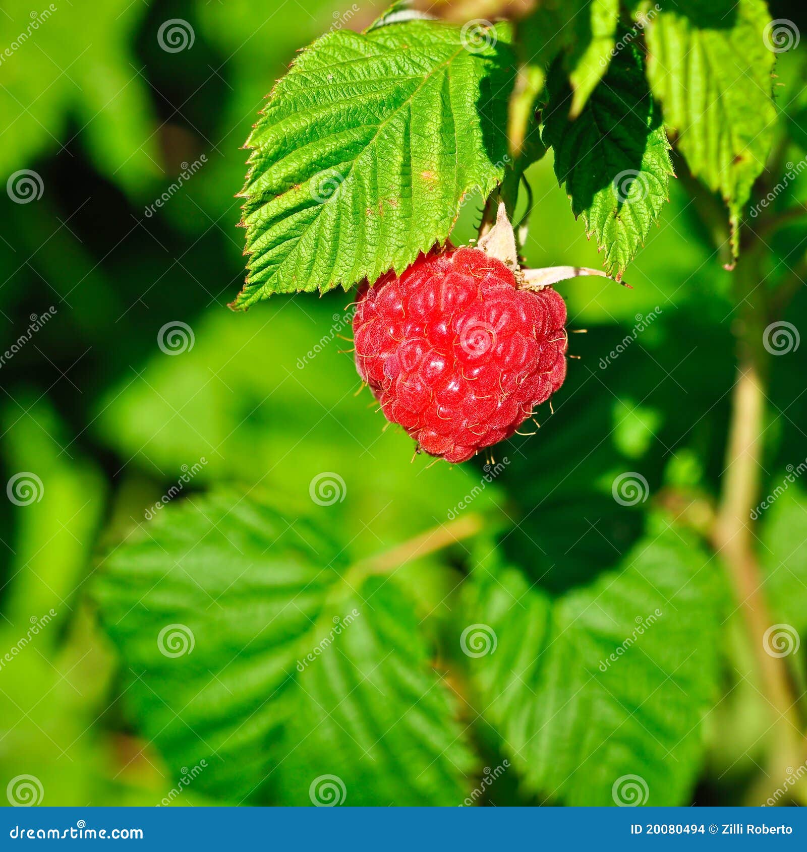 Plant of framboise stock photo. Image of summer, scene - 20080494