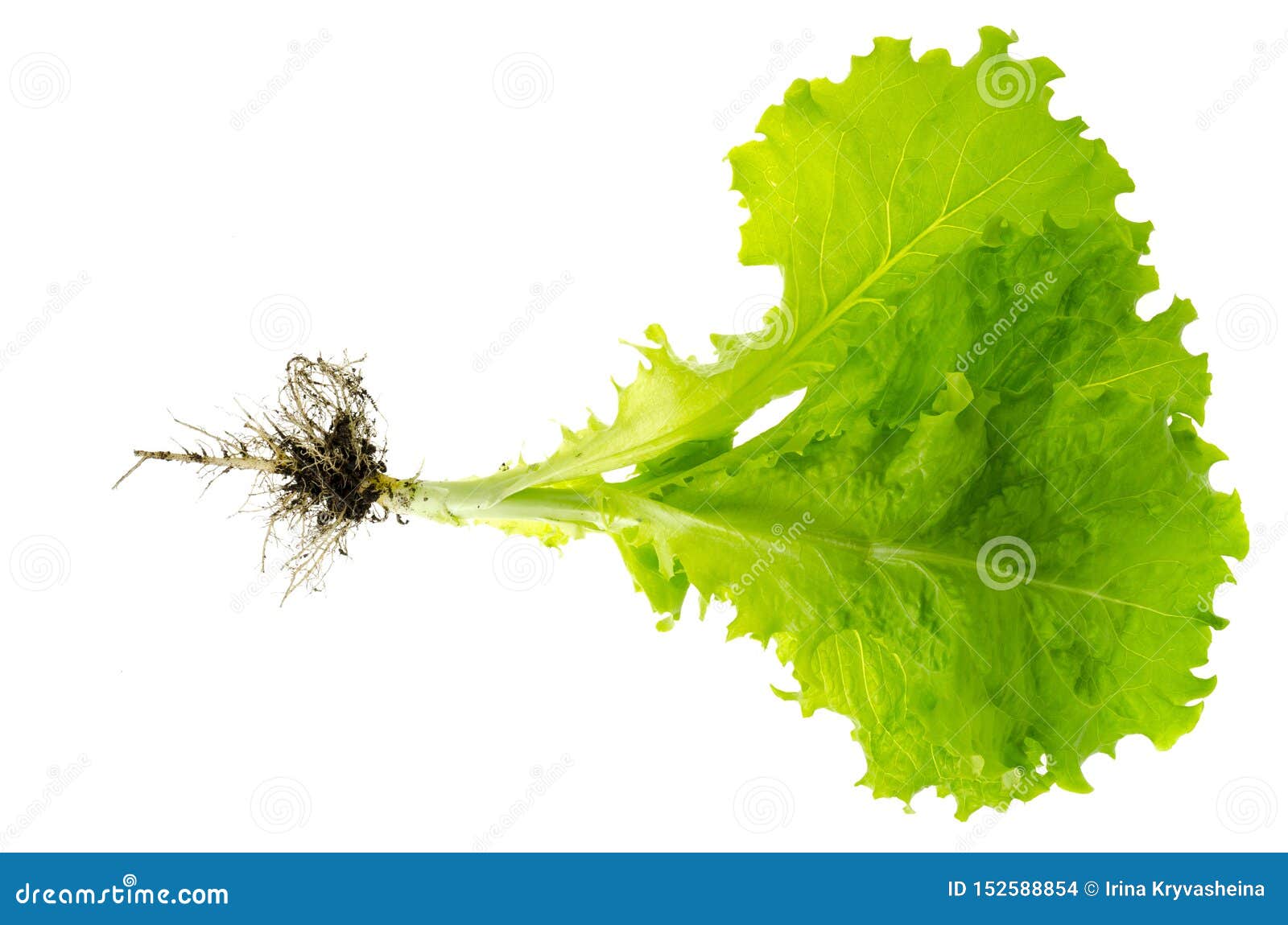 Plant Fresh Green Lettuce with Root. Photo Stock Photo - Image of food ...
