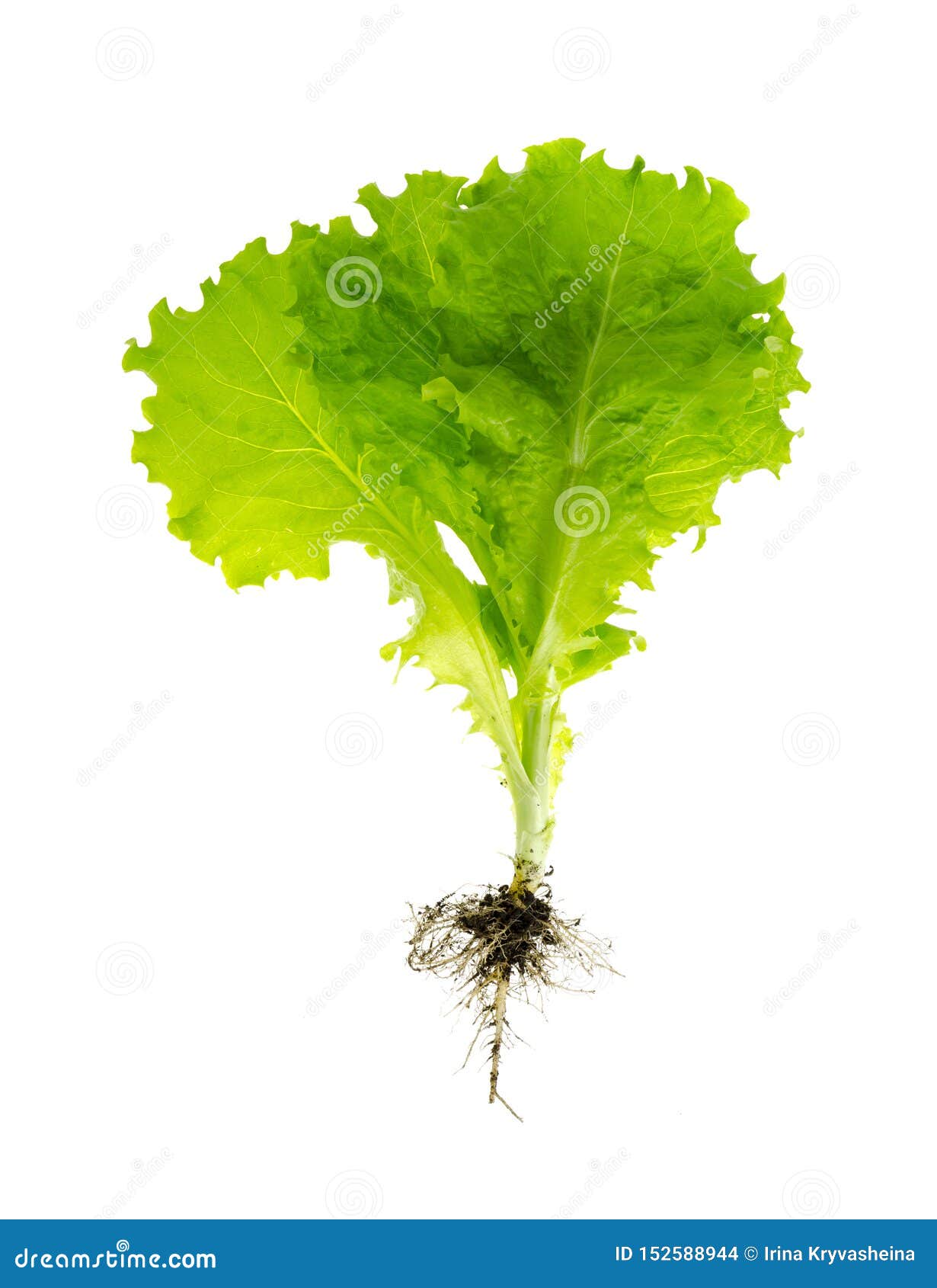 Plant Fresh Green Lettuce with Root. Photo Stock Photo - Image of flora ...