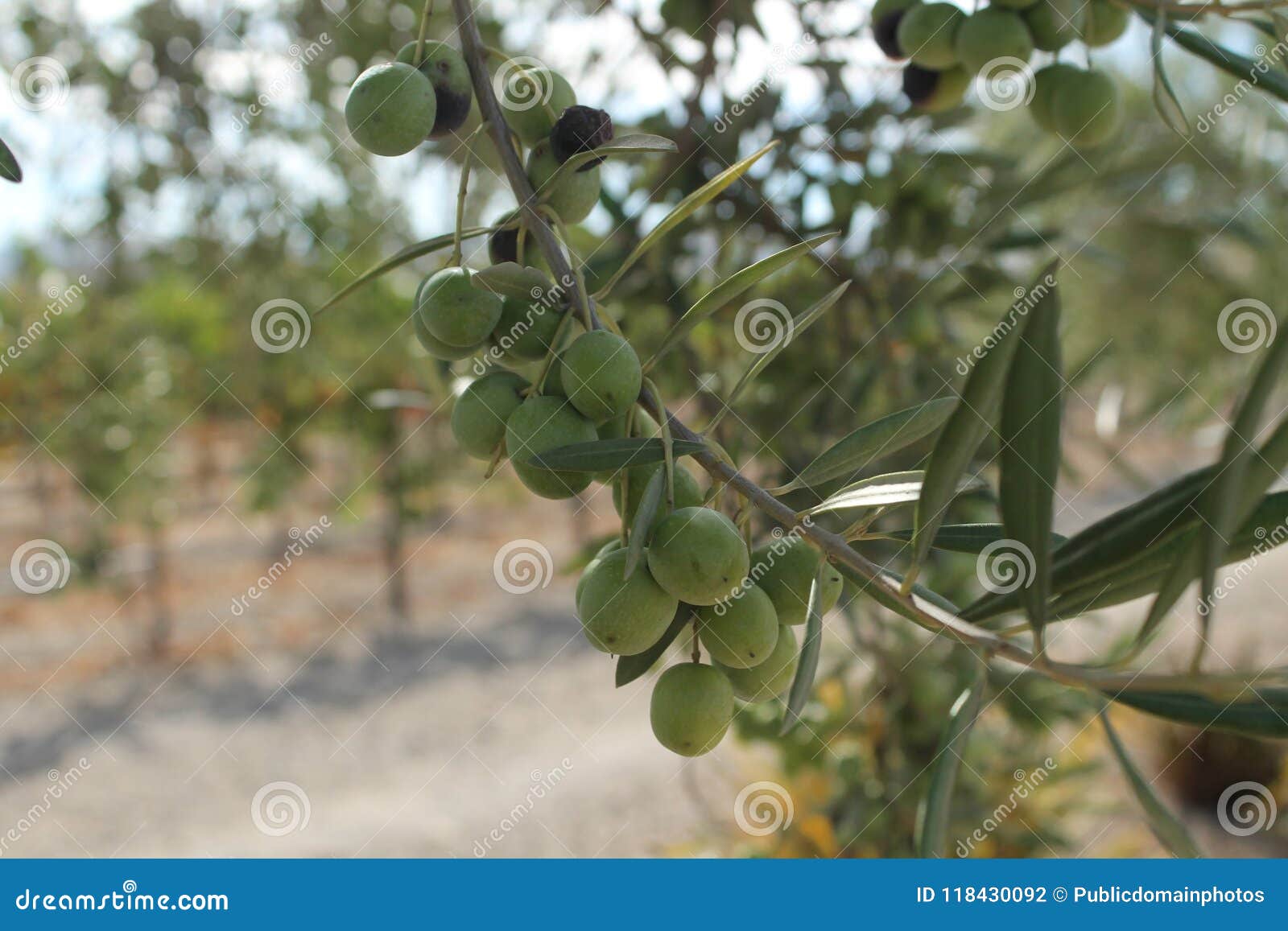 Plant, Fruit, Olive, Tree Picture. Image: 118430092