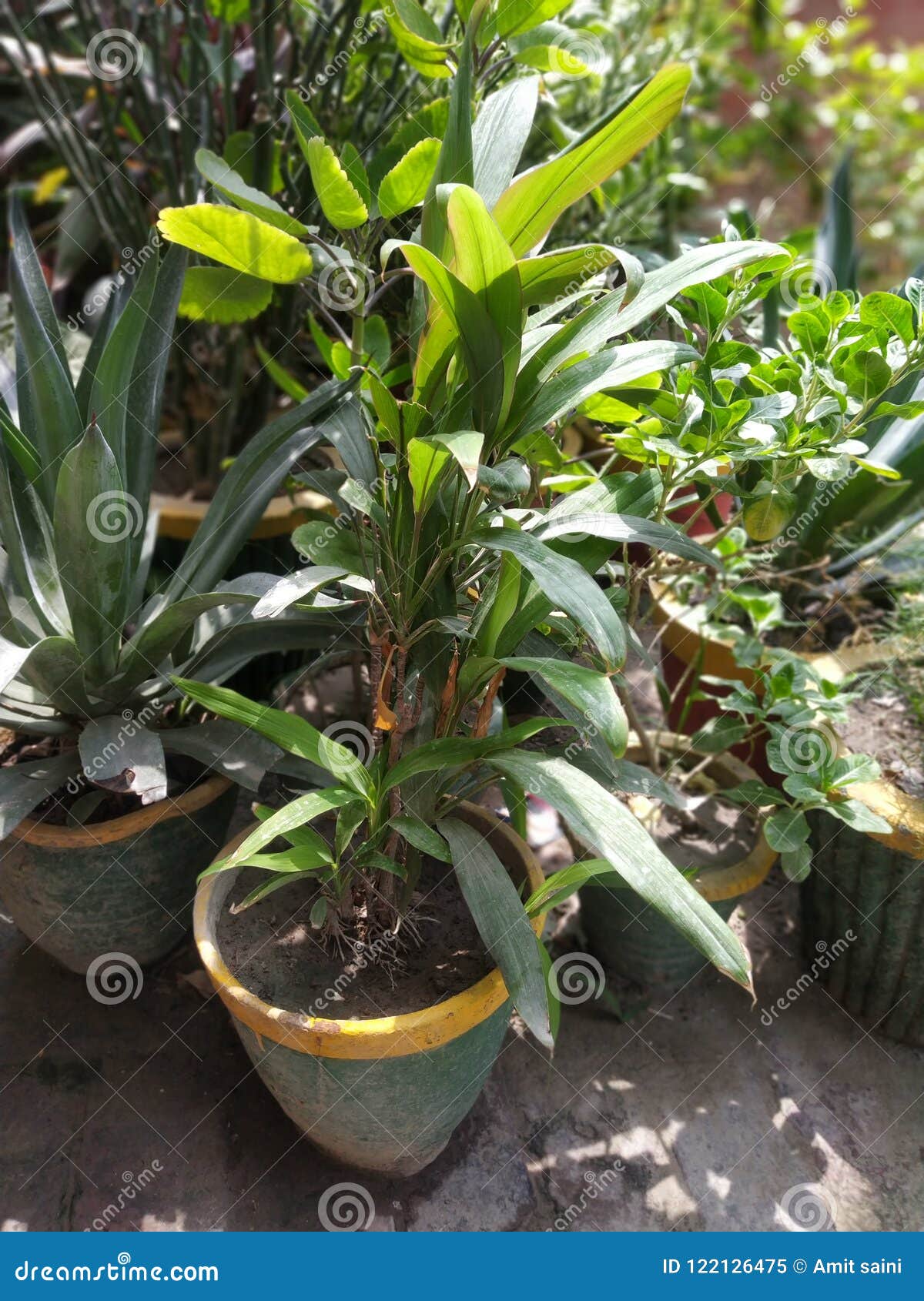 Plant stock image. Image of click, plant, gamla, tree - 122126475
