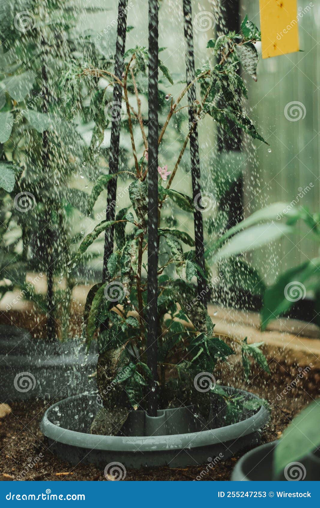Plant in a Garden Being Watered, Vertical Shot Stock Image - Image of ...