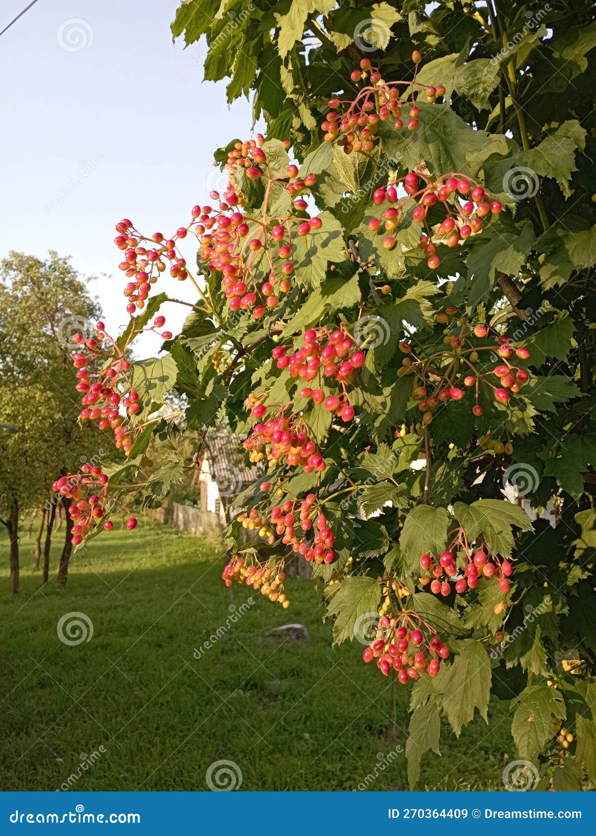 Plant in the Garden. Kalyna Stock Image - Image of shrub, autumn: 270364409