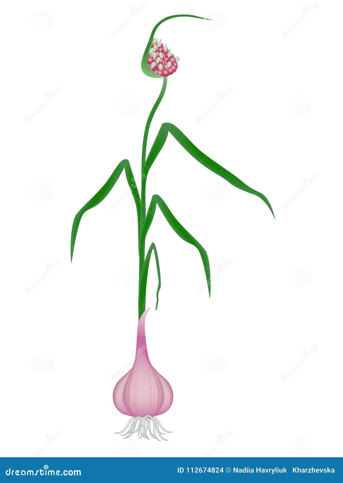 A Plant of Garlic with Roots on a White Background. Stock Vector ...
