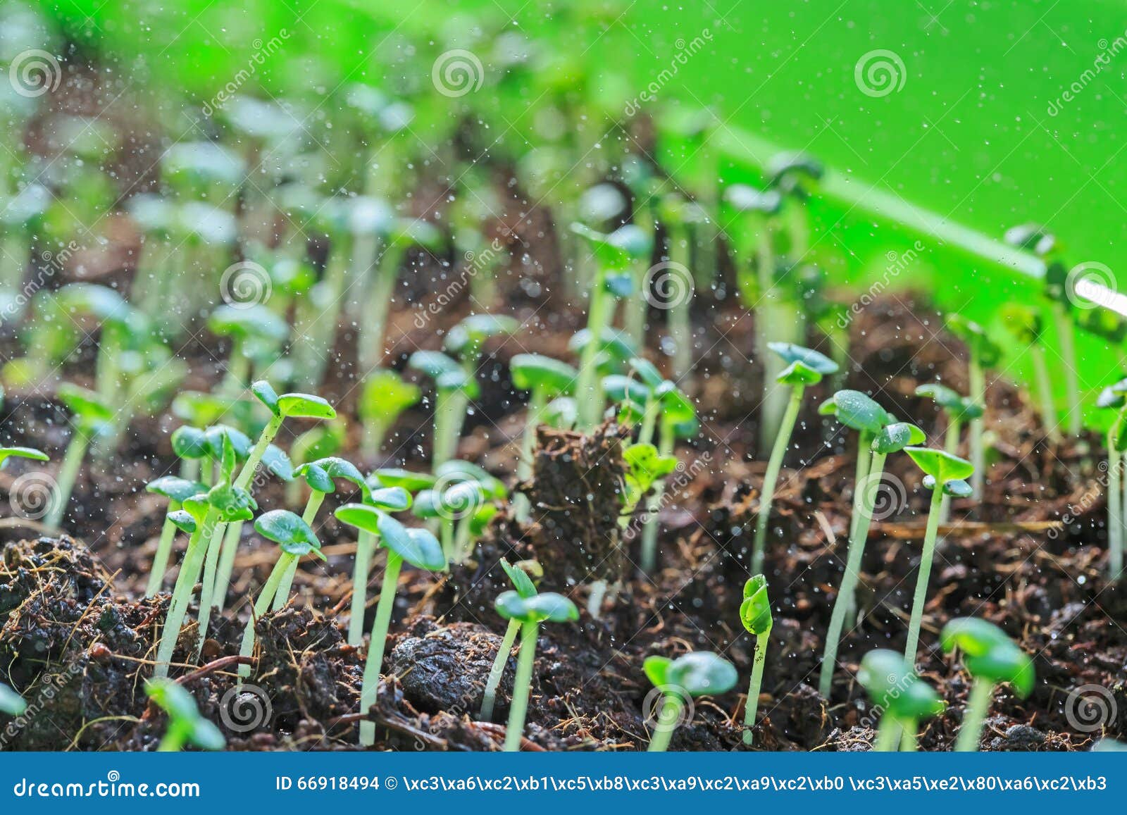 Plant Germination in the Land Stock Photo - Image of small, growth ...
