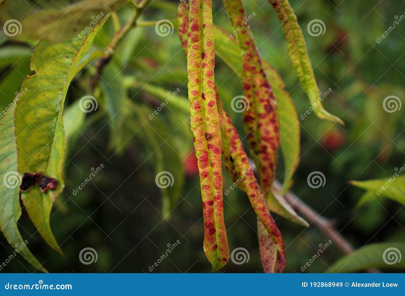 Plant getting sick stock image. Image of health, nature - 192868949