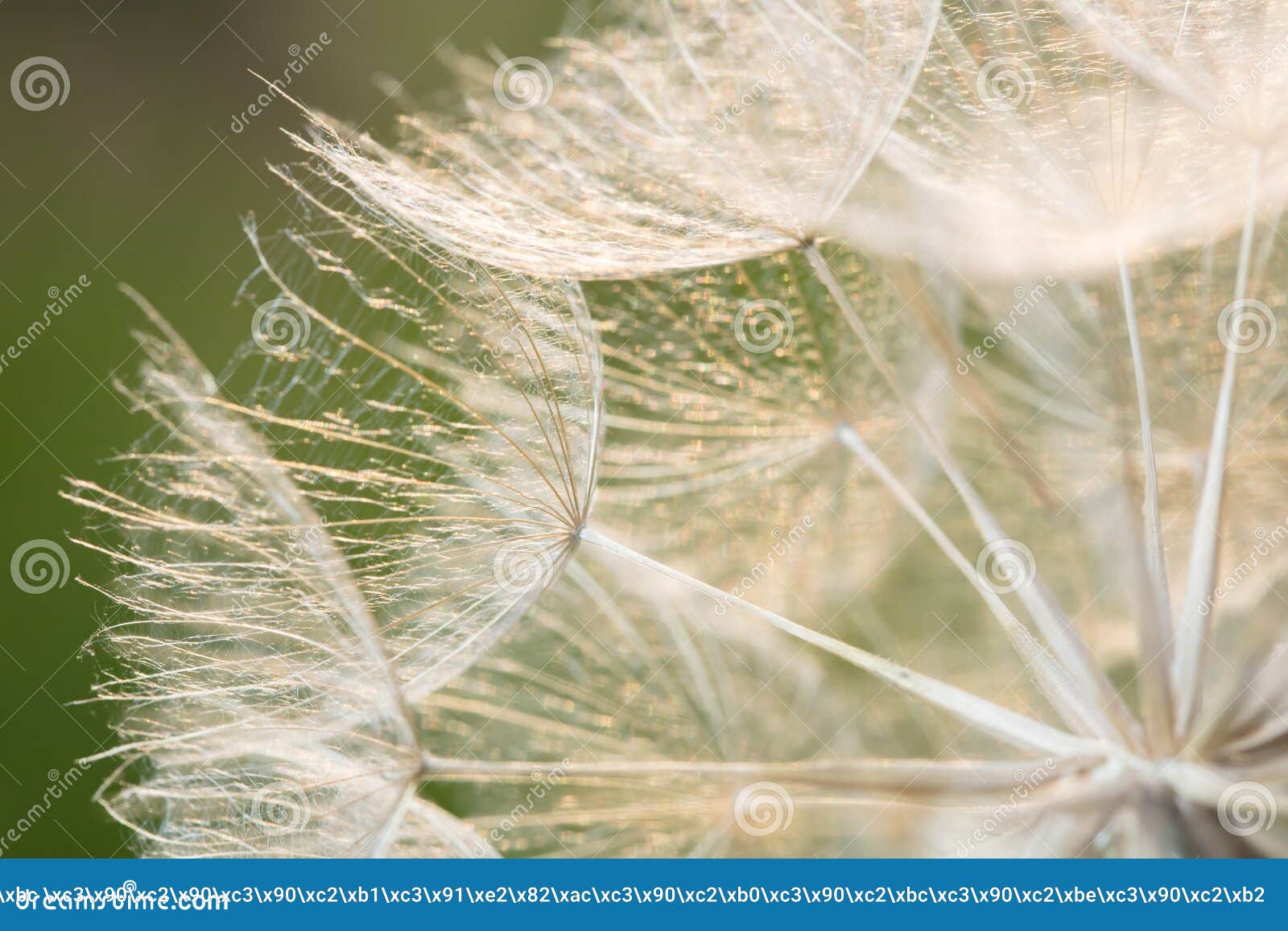 A Plant that Gives Seeds in the Form of Down. Fluffy Plant Close-up ...