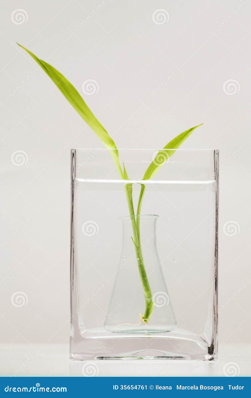 Plant and glass stock image. Image of herb, glass, background - 35654761