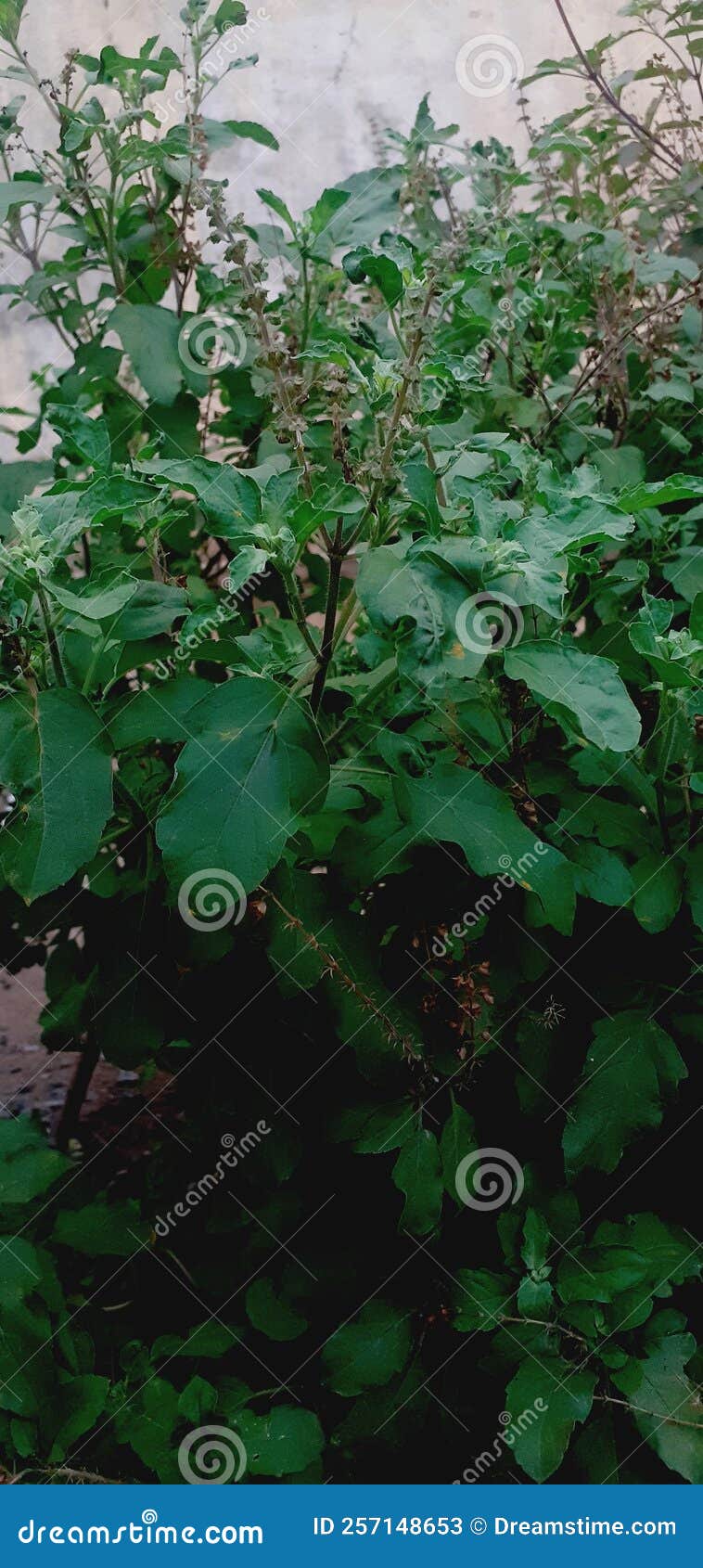 Plant Plant good stock image. Image of branch, flower - 257148653