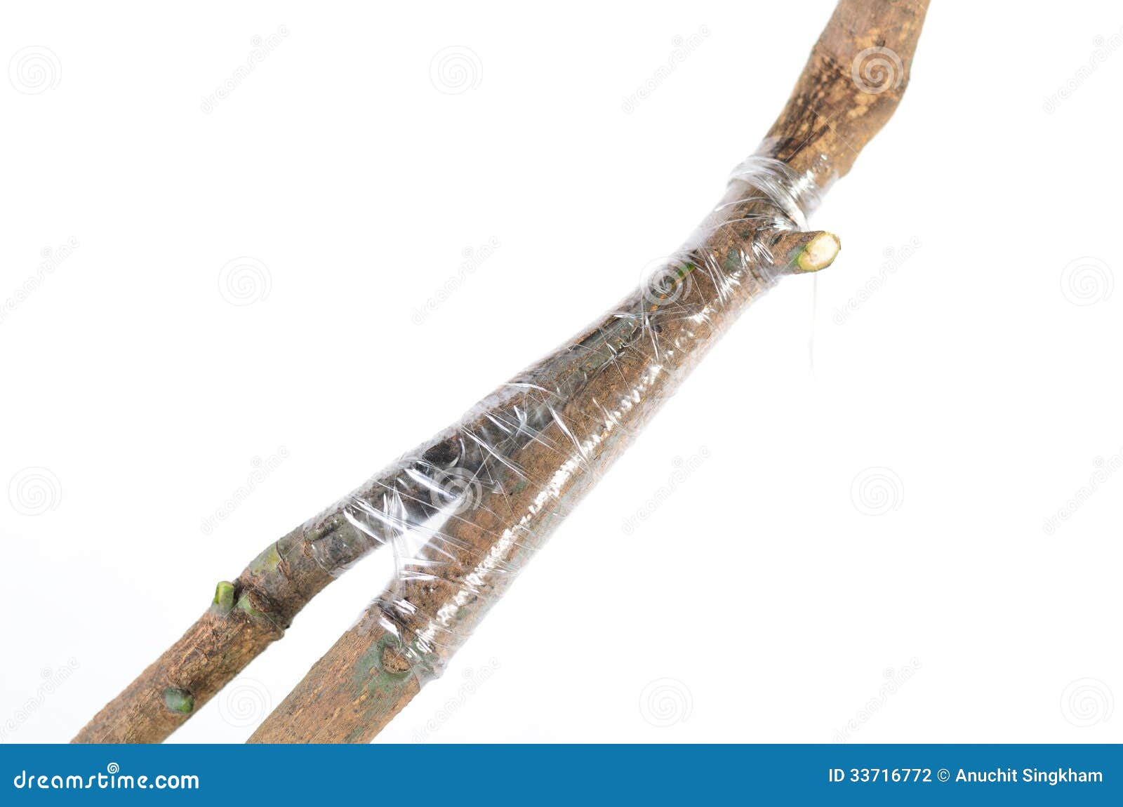 Grafting And Budding Fruit Tree. Step-by-step Picture Tutorial On ...