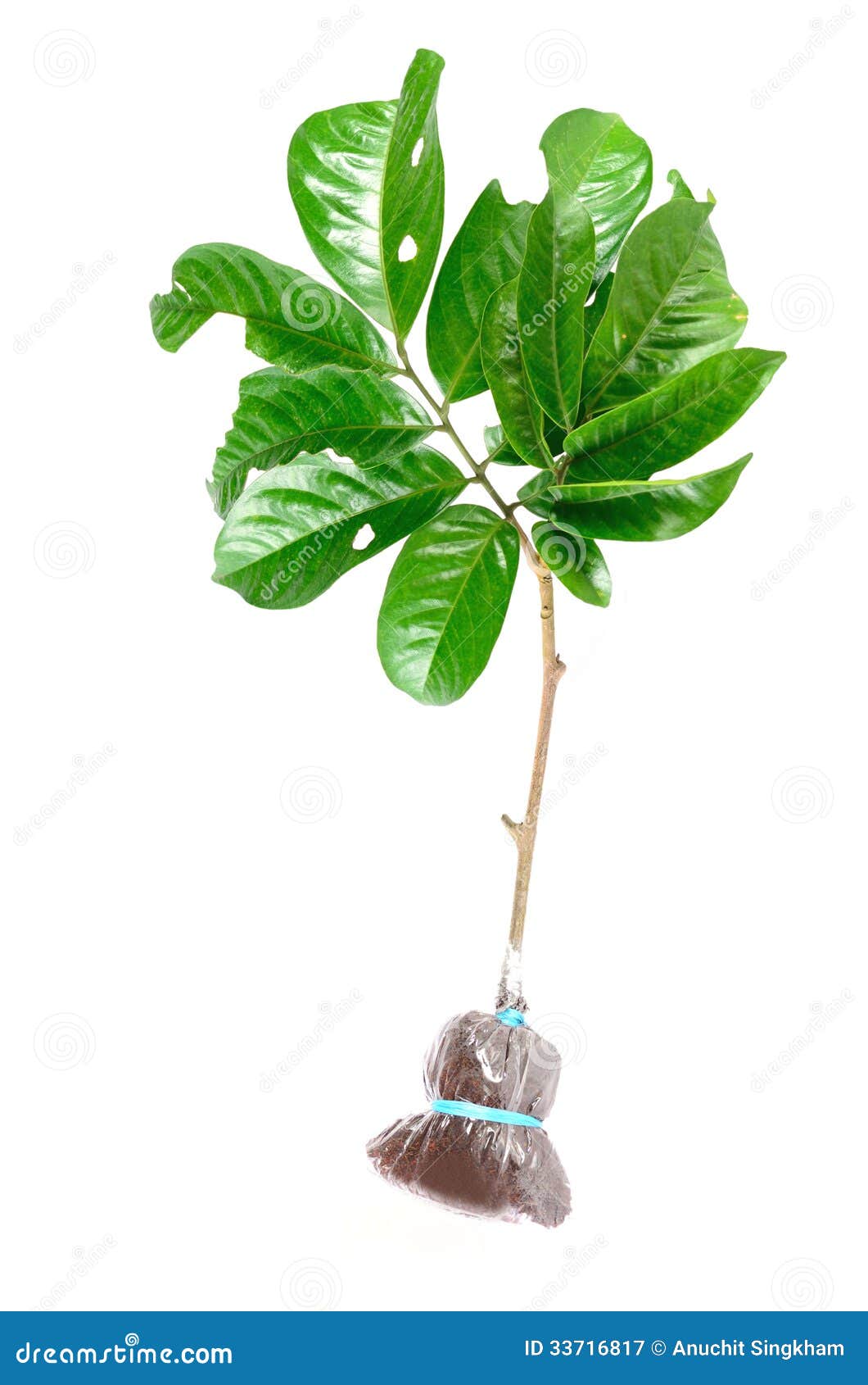 Grafting And Budding Fruit Tree. Step-by-step Picture Tutorial On ...