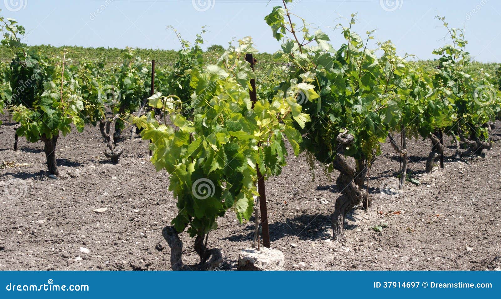 Plant Grape Vines in Spring Stock Image - Image of grapes, grape: 37914697
