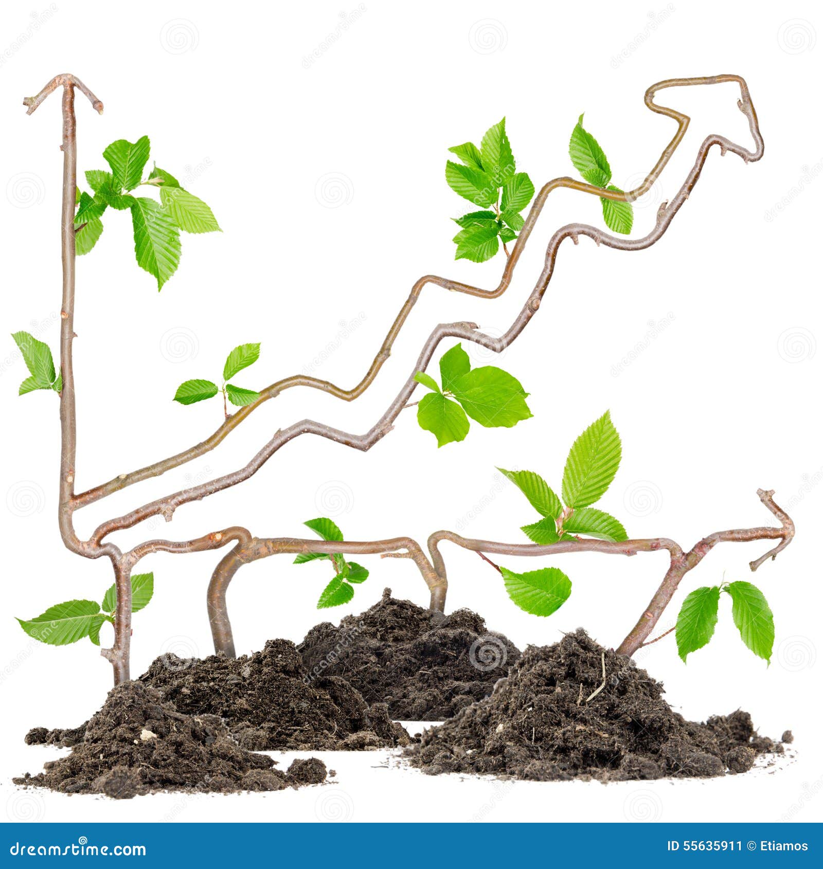 Plant graph stock image. Image of plant, goal, grow, flora - 55635911