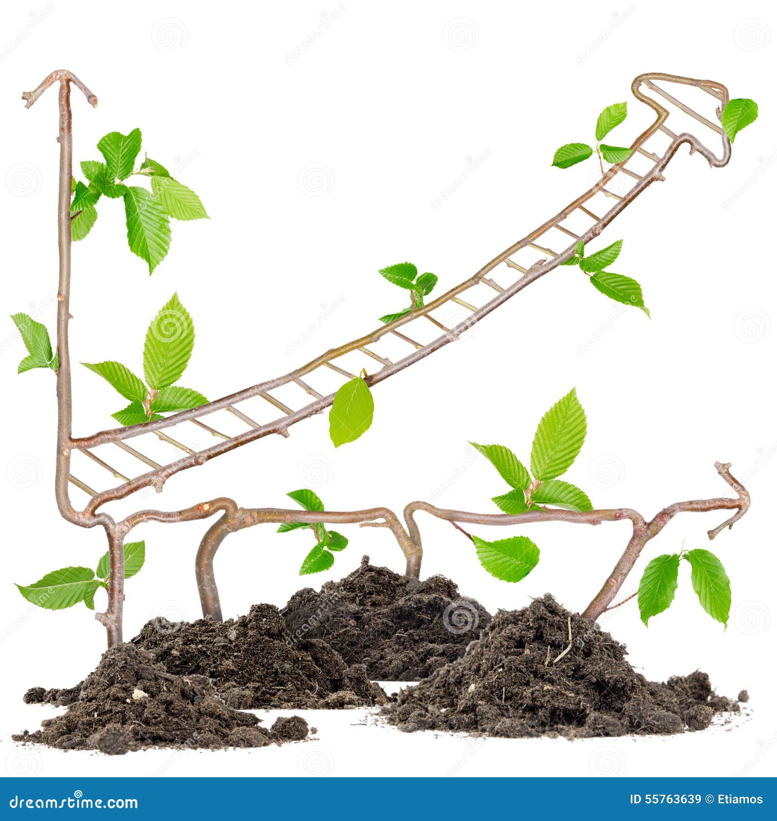 Plant graph stock image. Image of investment, grow, isolated - 55763639