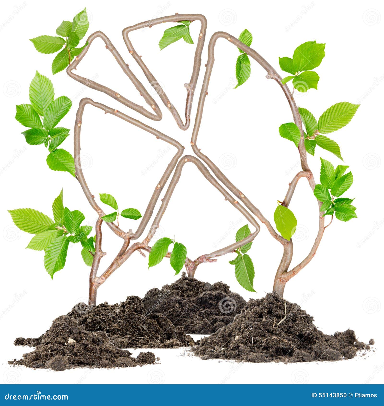 Plant Graph stock photo. Image of gardening, chart, grow - 55143850