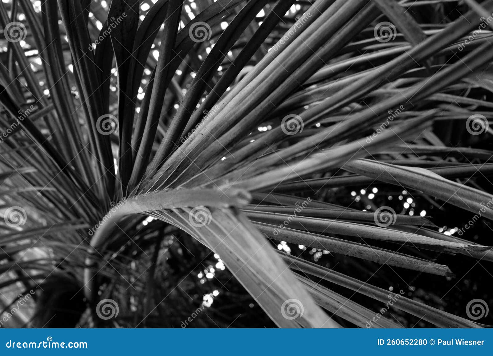 Plant Grass Gray Scale Black and White Fern Cabbage Tree Stock Photo ...