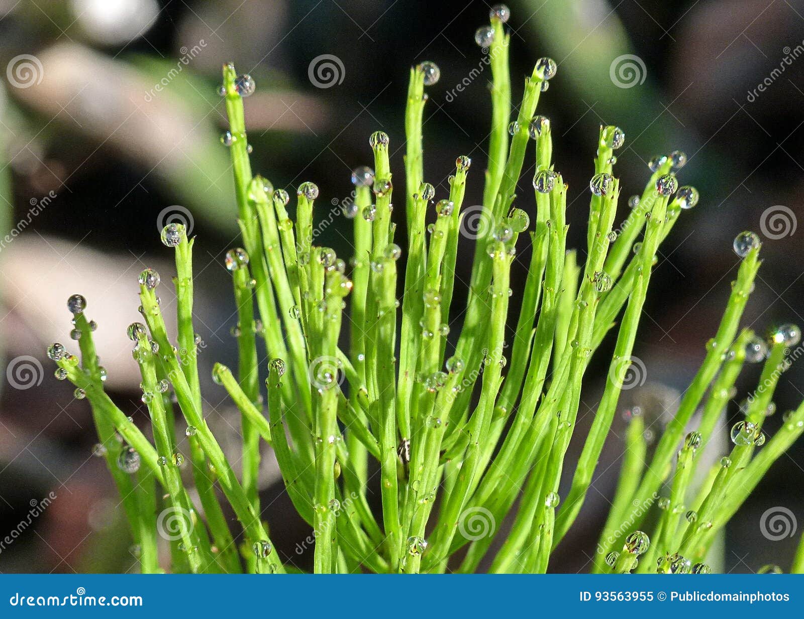 Plant, Grass, Herb, Plant Stem Picture. Image: 93563955