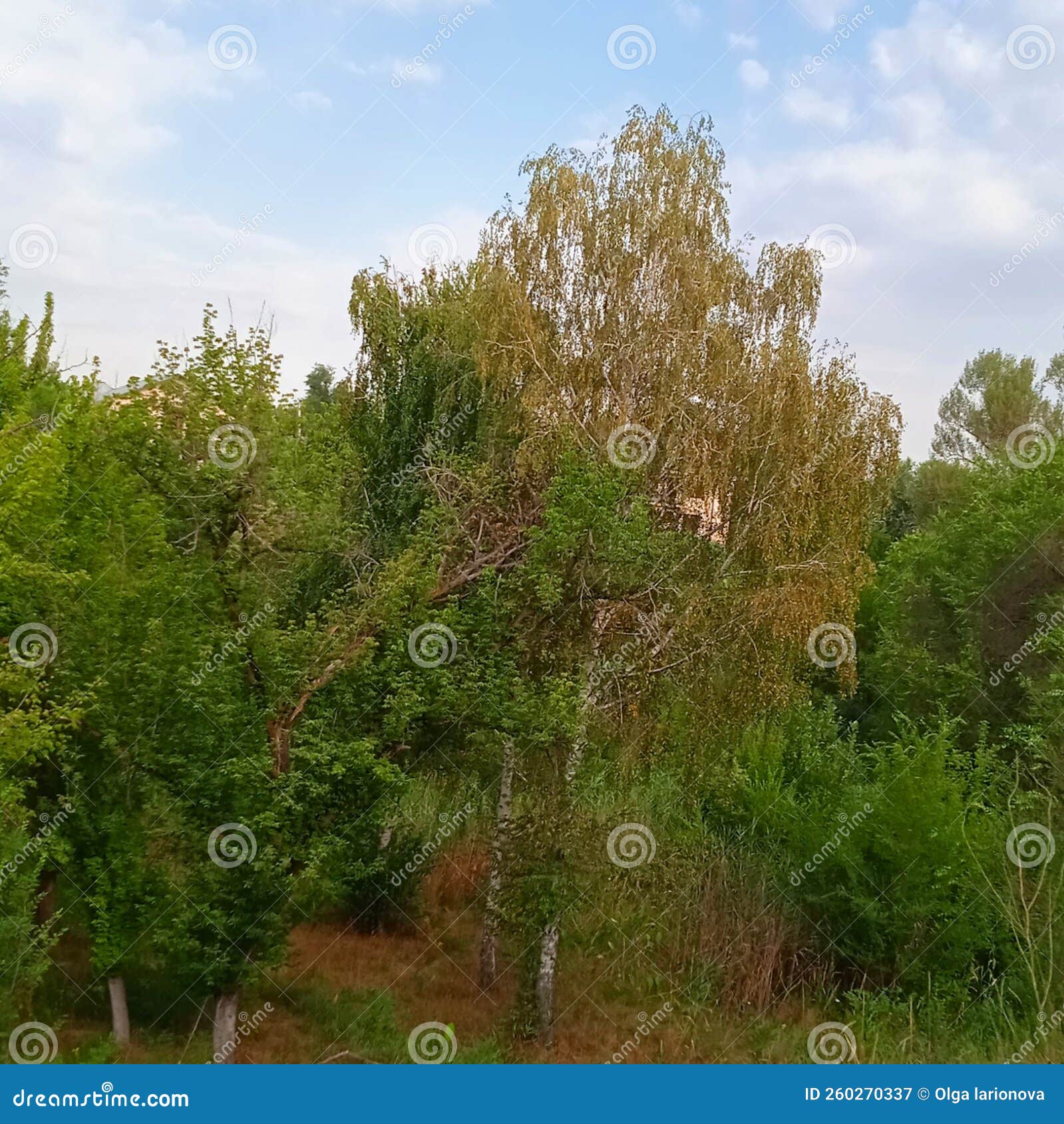 Plant, Grass, Trees, Sky Nature Stock Image - Image of green, trees ...