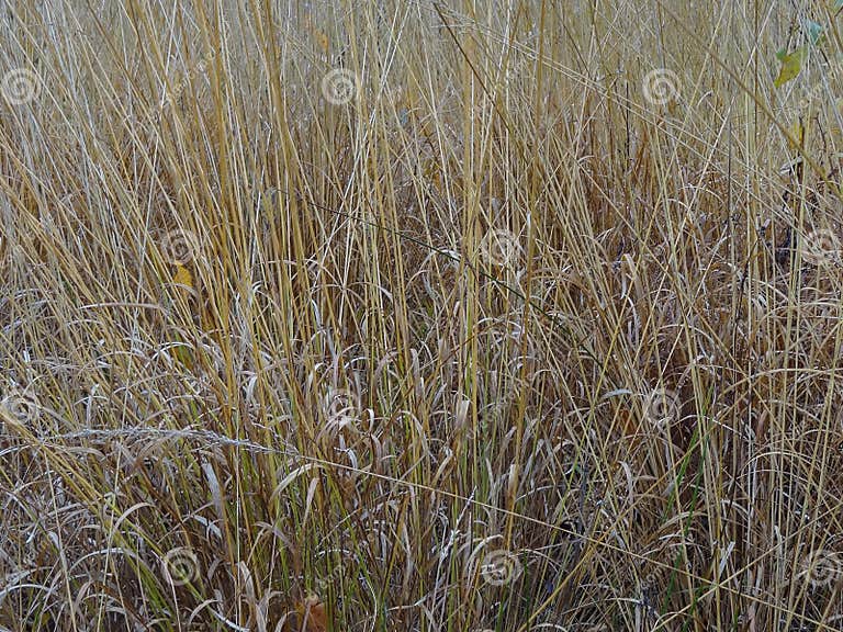 Plant Gray Texture from High Dry Grass Stock Photo - Image of brown ...