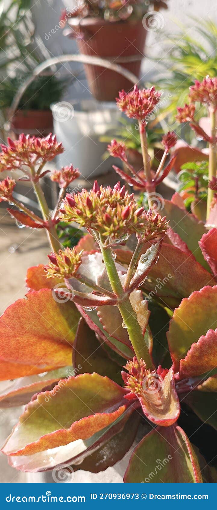 Plant Green Bloom Summer Outdoor Stock Image - Image of blossom, nature ...