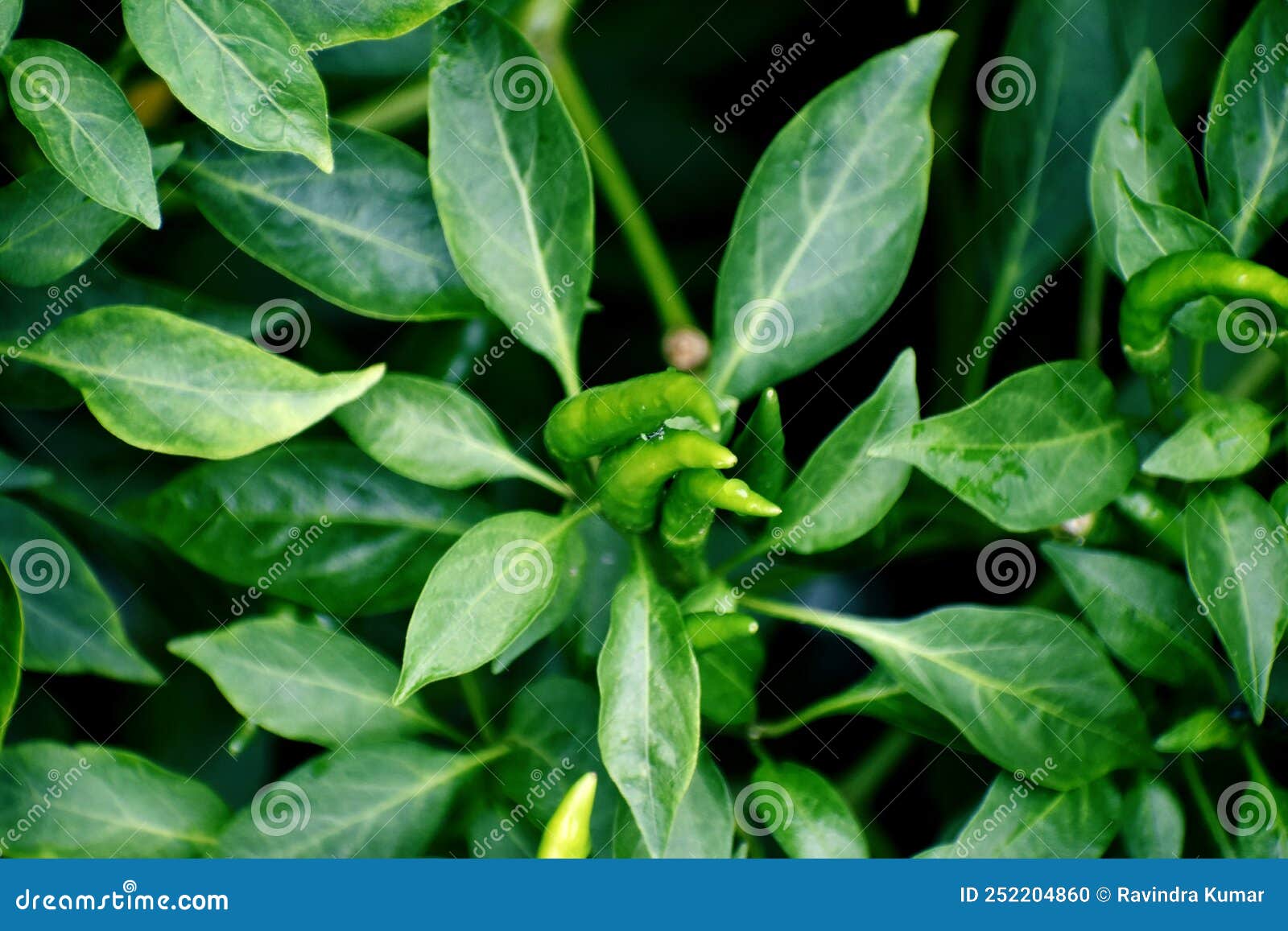 Plant of green chilli stock photo. Image of lawn, vegetable - 252204860