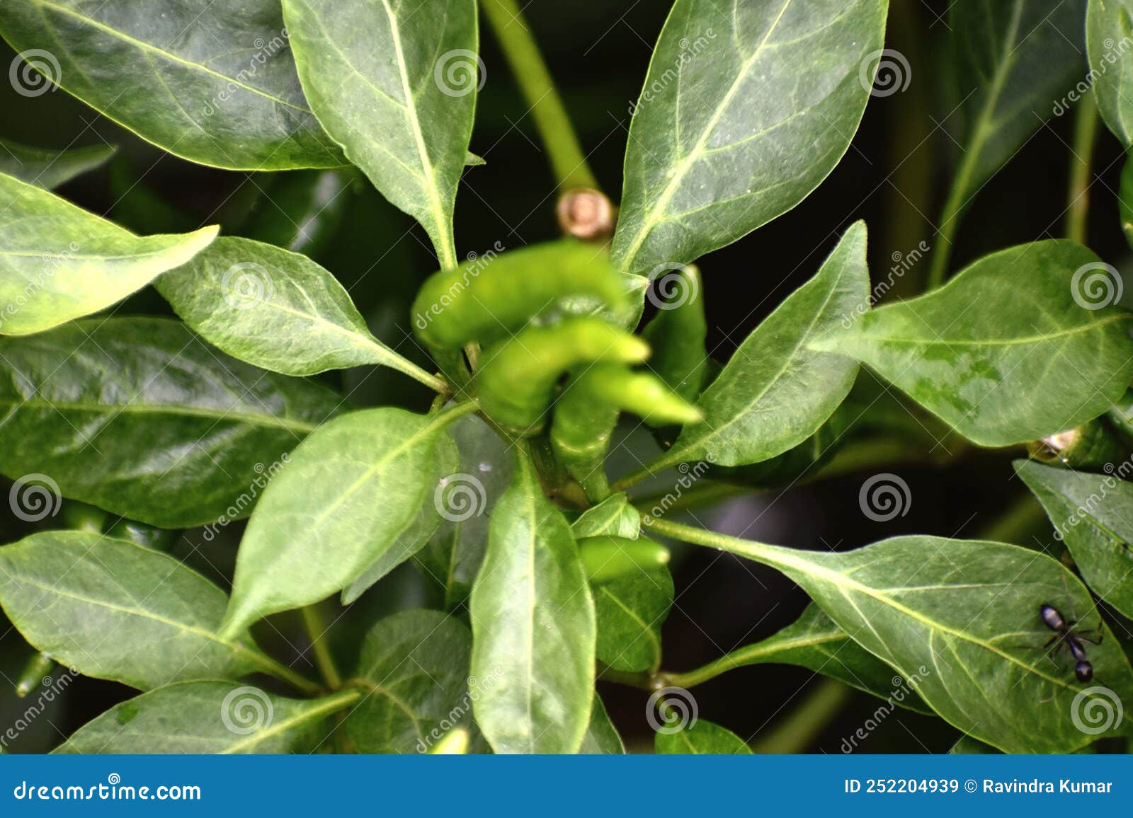 Plant of green chilli stock image. Image of chilli, branch - 252204939