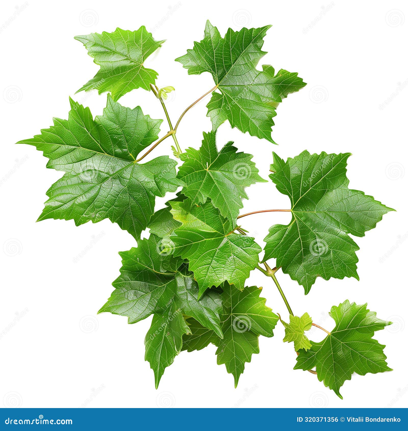 A Plant with Green Leaves that Has the Word Sprout on it. Stock Photo ...