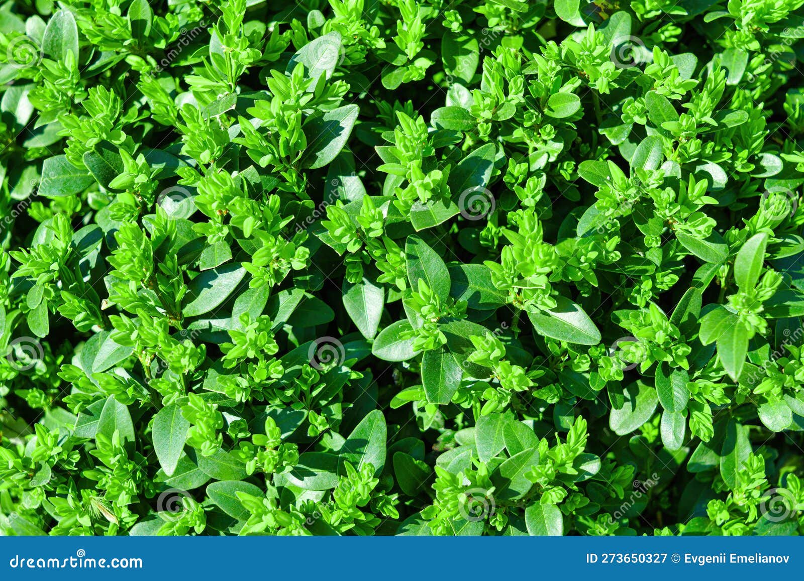 Plant with Green Leaves Natural Pattern. Abstract Background ...