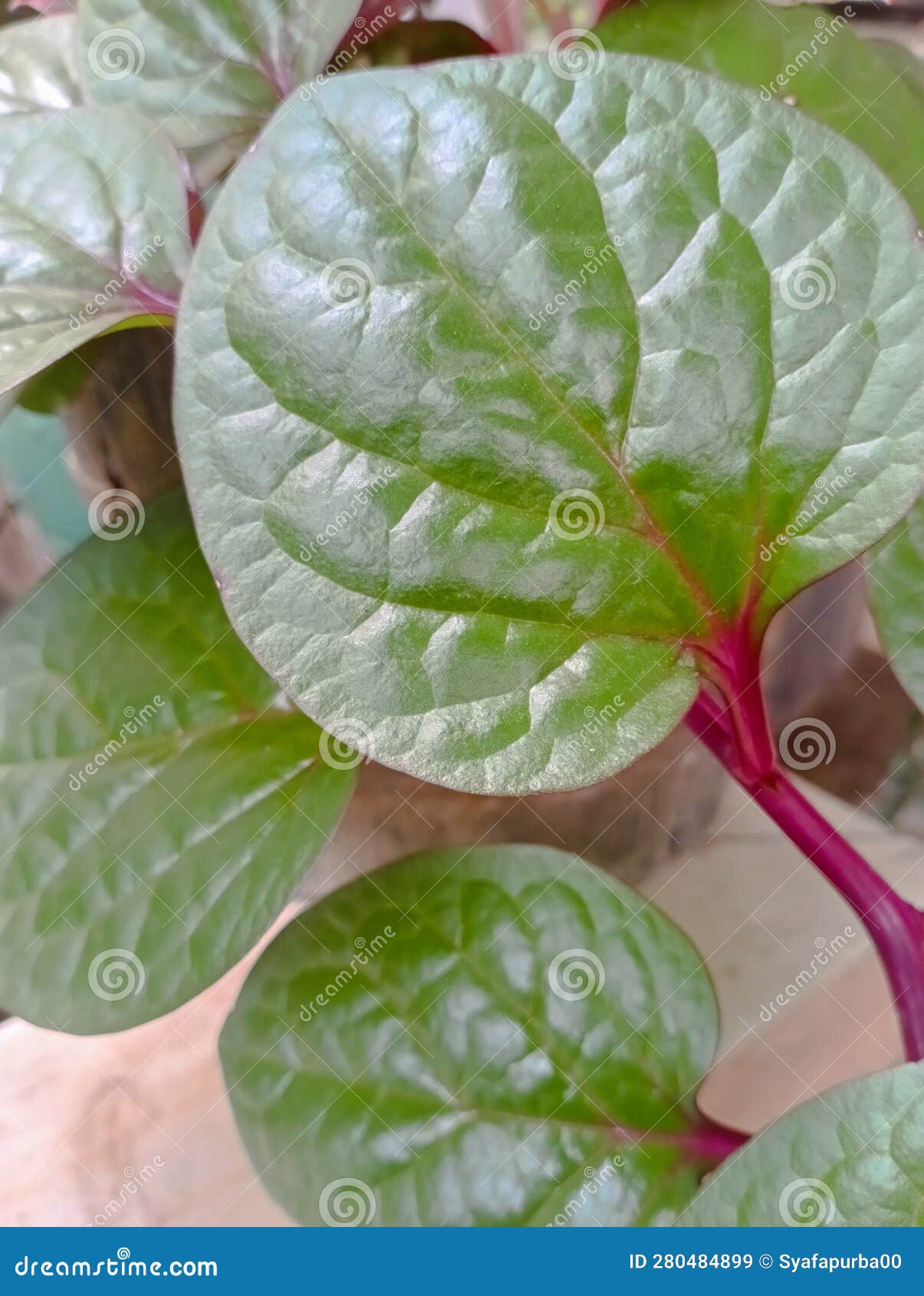 Plant Green Leaves and Purple Stems Stock Image - Image of plant, green ...