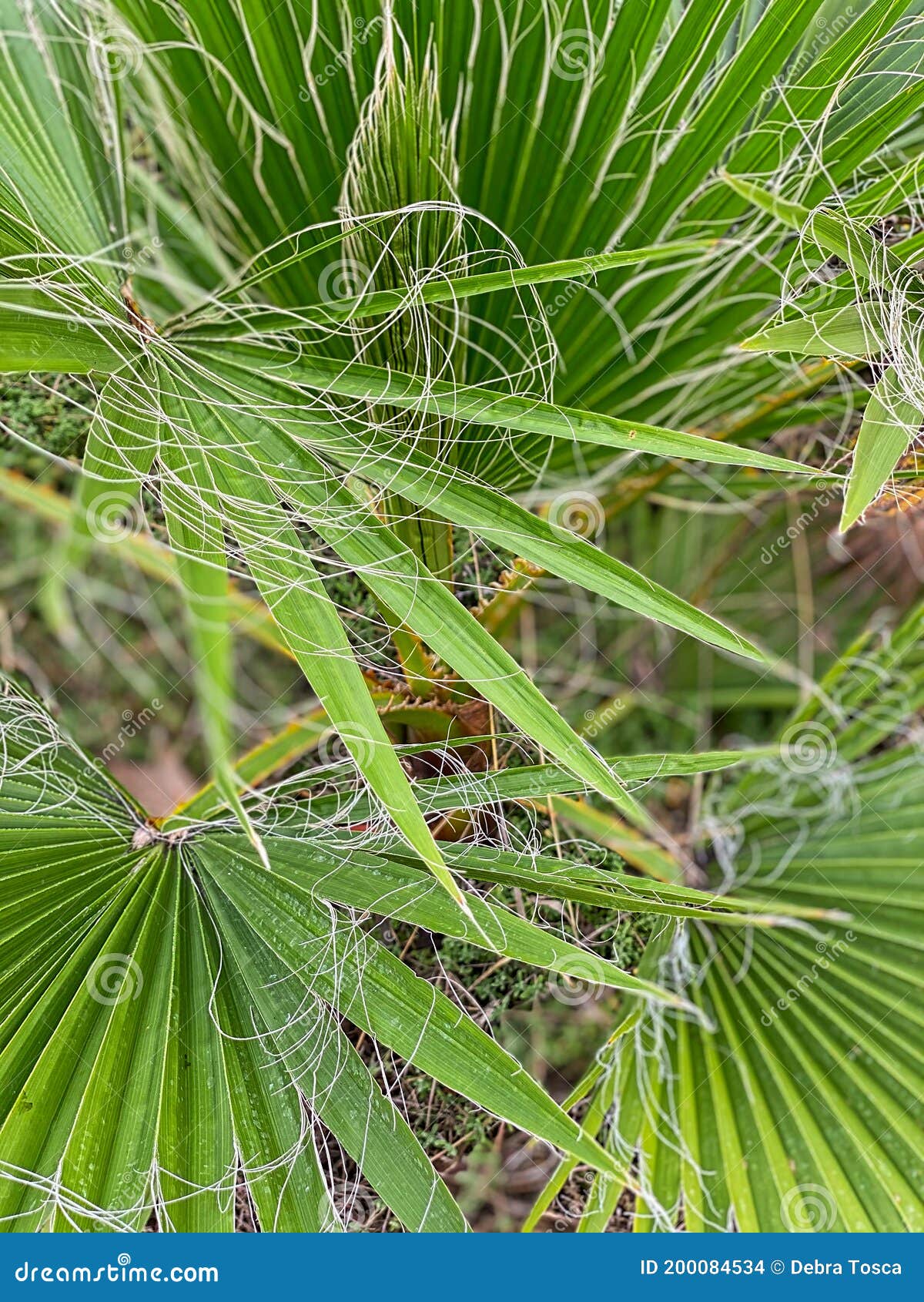 Plant green palms stock photo. Image of hairy, leaves - 200084534