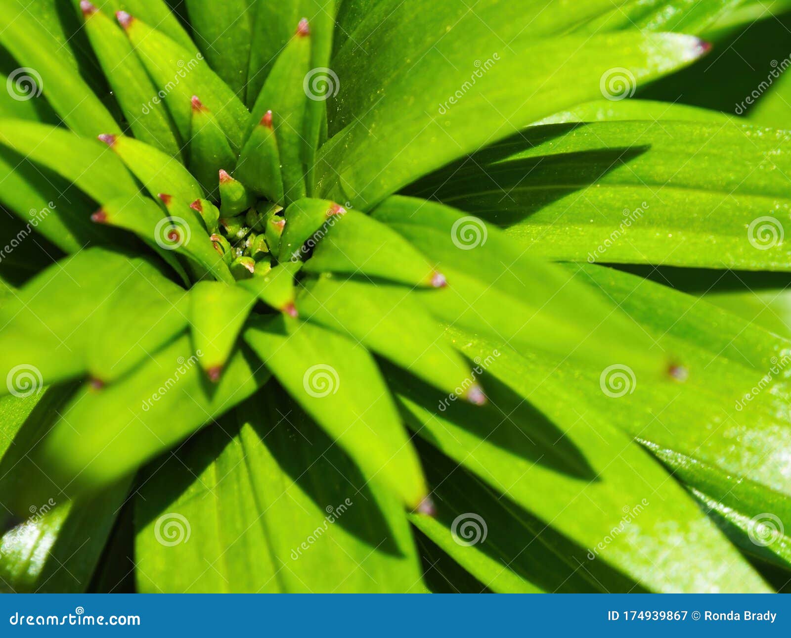 Green Spikes Leaves in Offset Pattern Stock Image - Image of frame ...