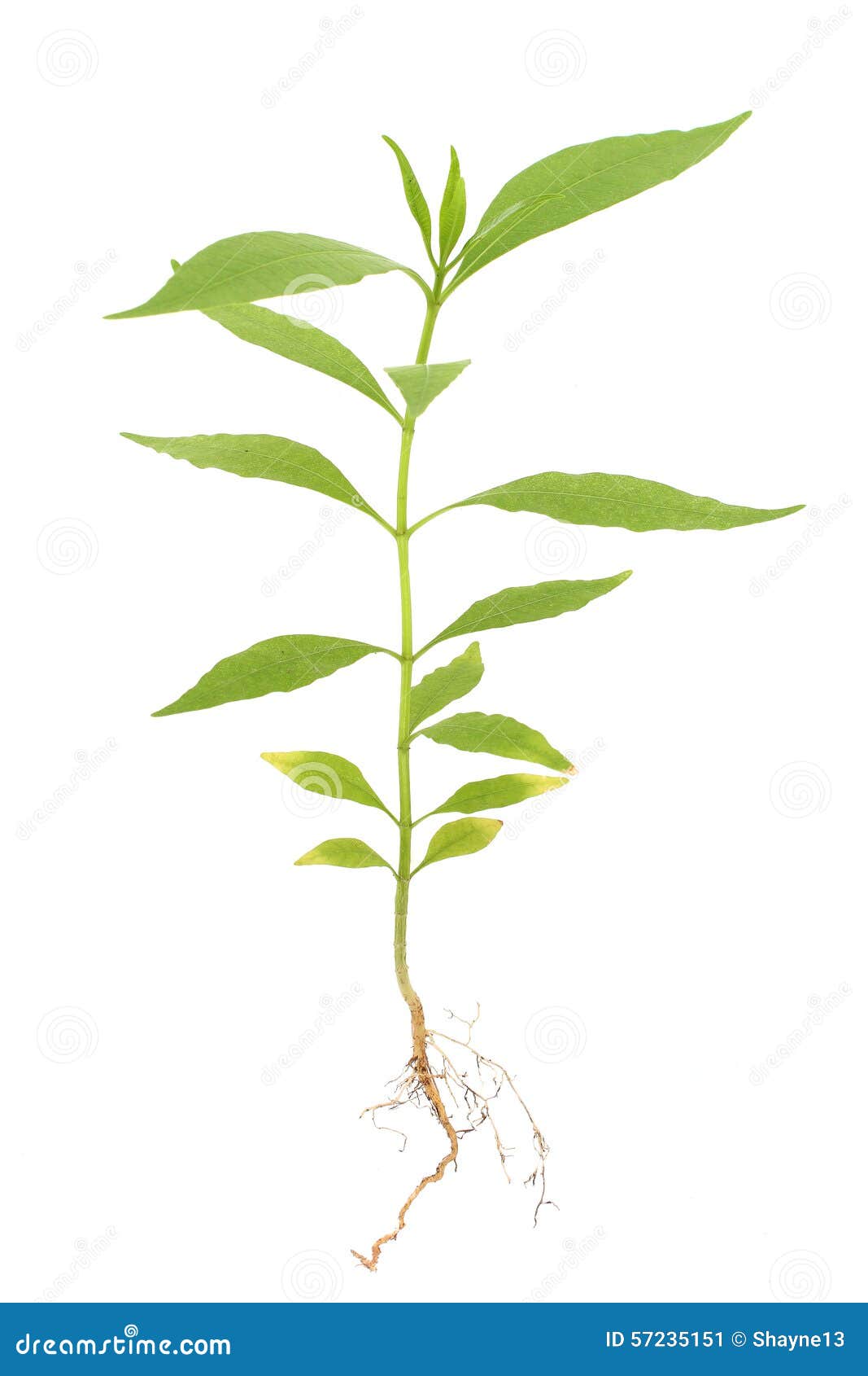 Plant stock image. Image of white, green, growth, root - 57235151