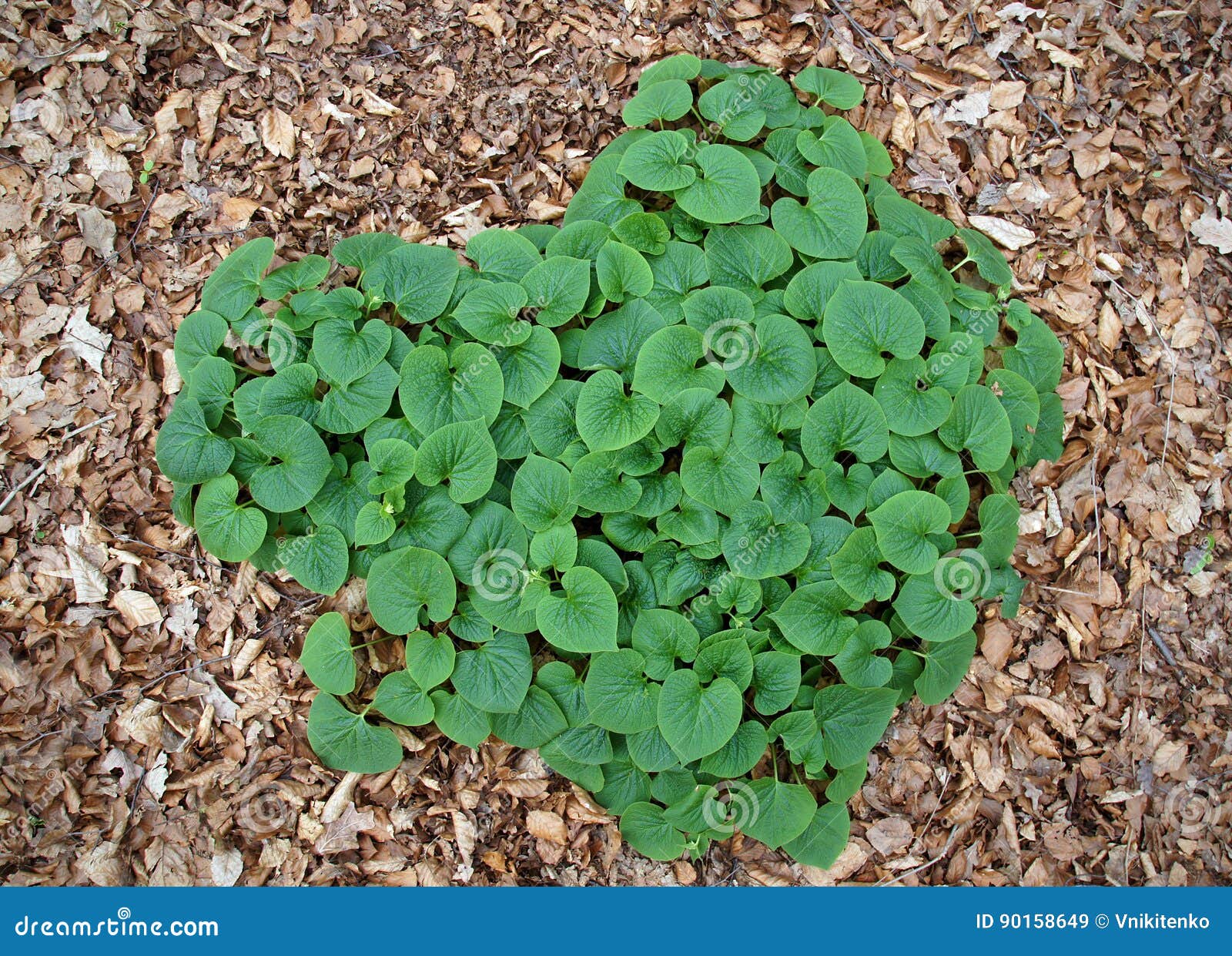 Plant with Green Round Leaves Stock Image - Image of nature, large ...