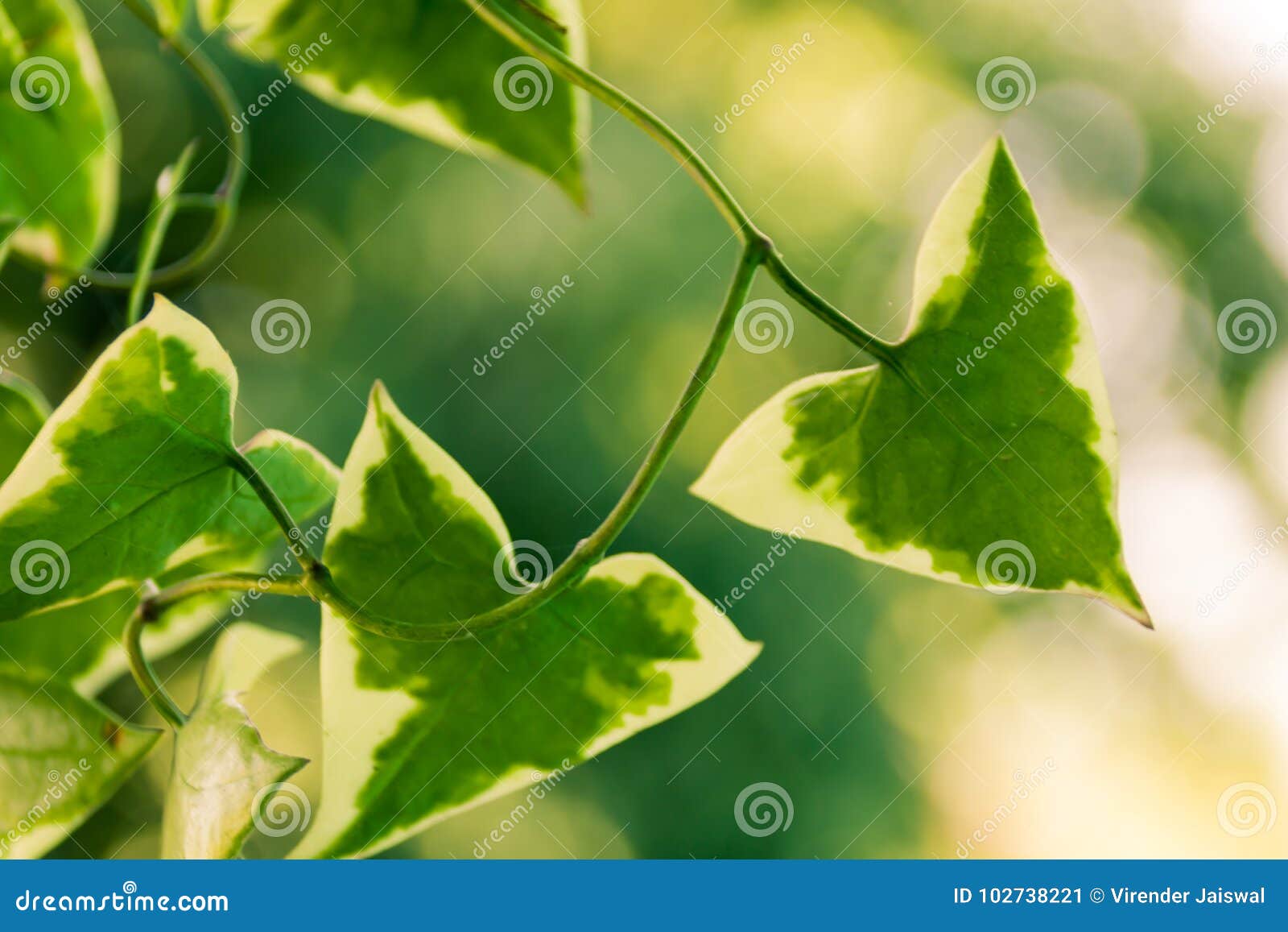 Plant with Green Triangle Leaves Stock Image - Image of nature, forest ...