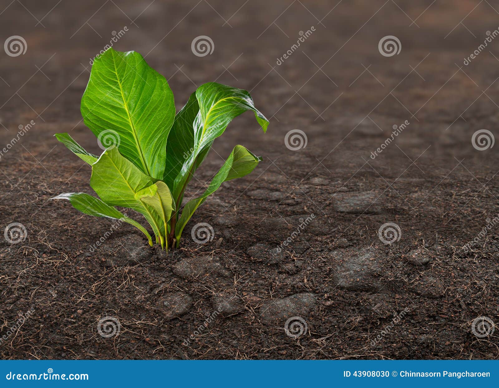 Plant on ground stock photo. Image of country, cultivate - 43908030