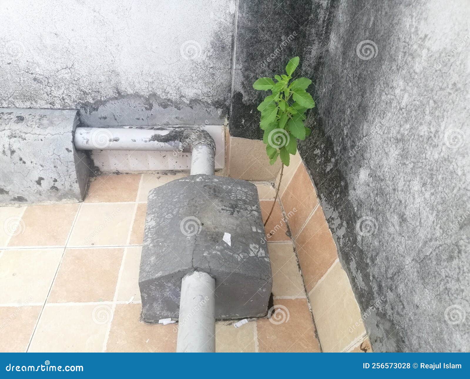 Plant Grow in the Cement Concrete Ground Stock Photo - Image of iron ...
