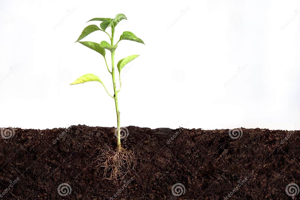 Plant growing stock image. Image of life, growth, concept - 14276059
