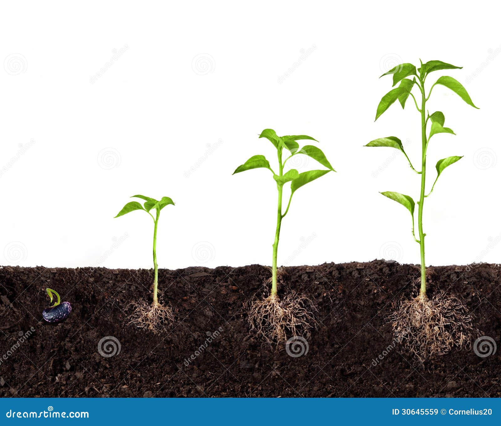Plant Root Growing Seed In Soil Cross Section Underground Nature Stock ...