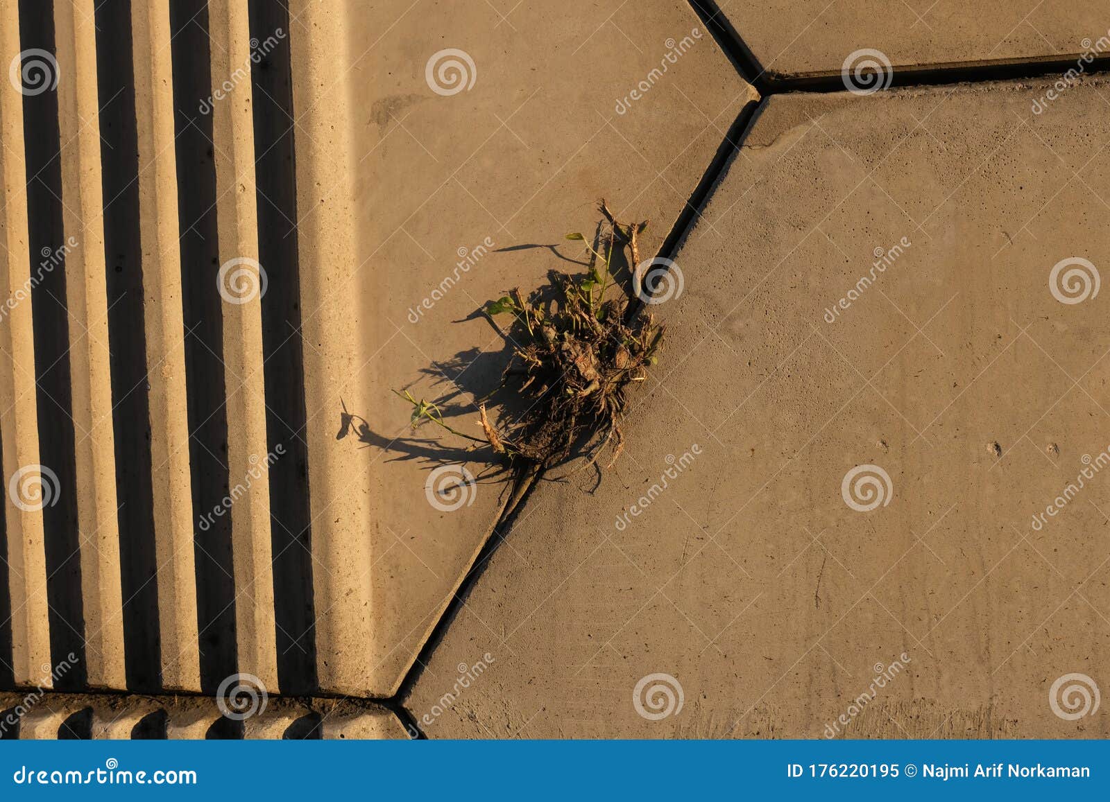 Plant Growing at the Bridge Stock Image - Image of beginning, growth ...