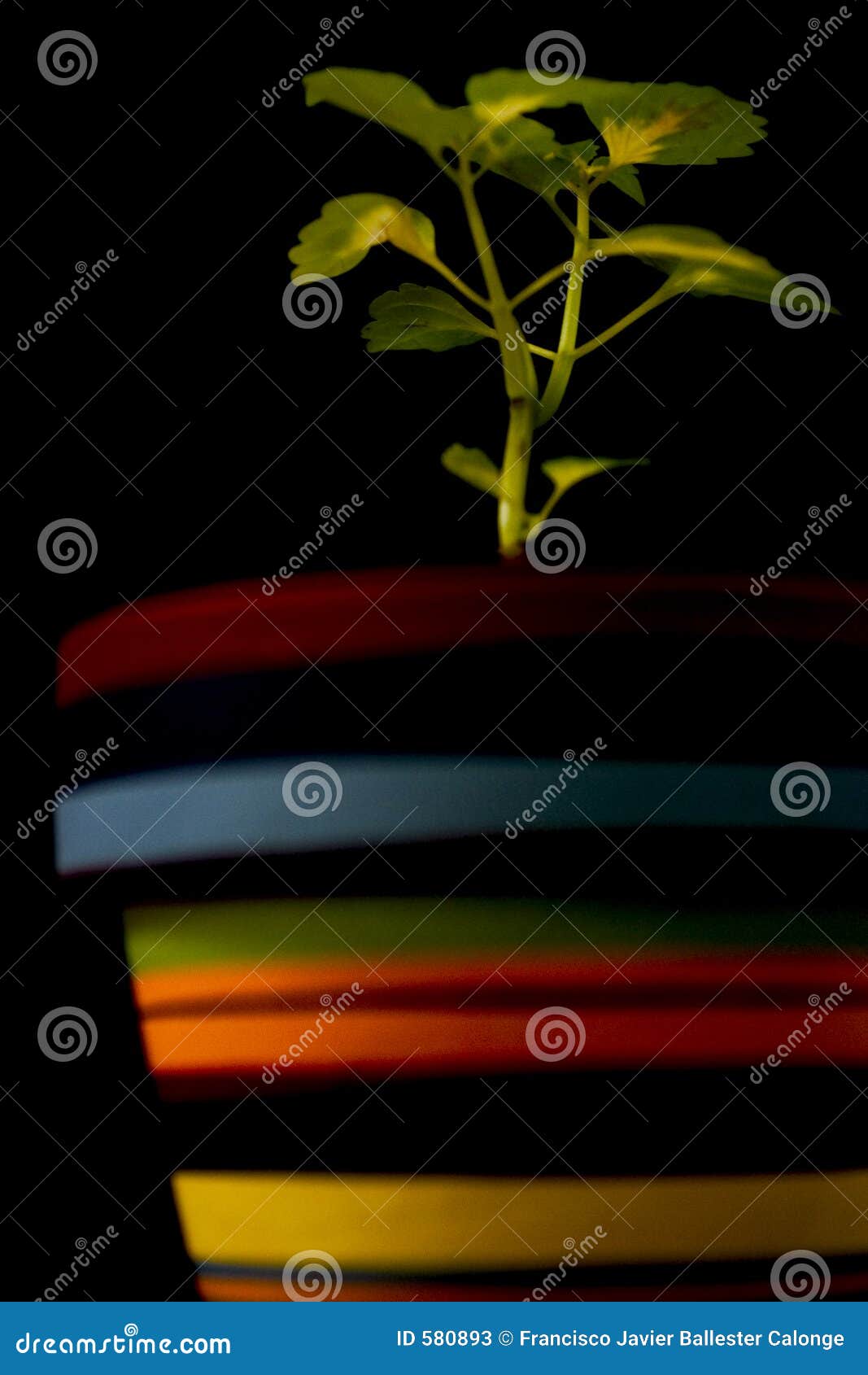 Plant Growing in a Colored Pot Stock Image - Image of planting, small ...