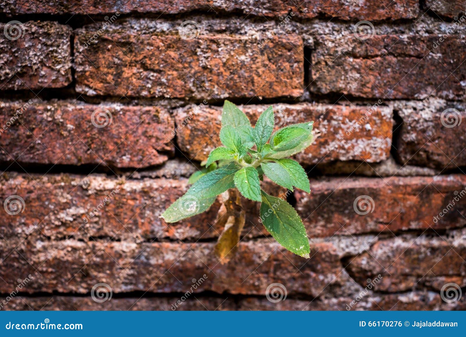 Plant Growing from Cracked Wall Bricks Stock Photo - Image of crack ...